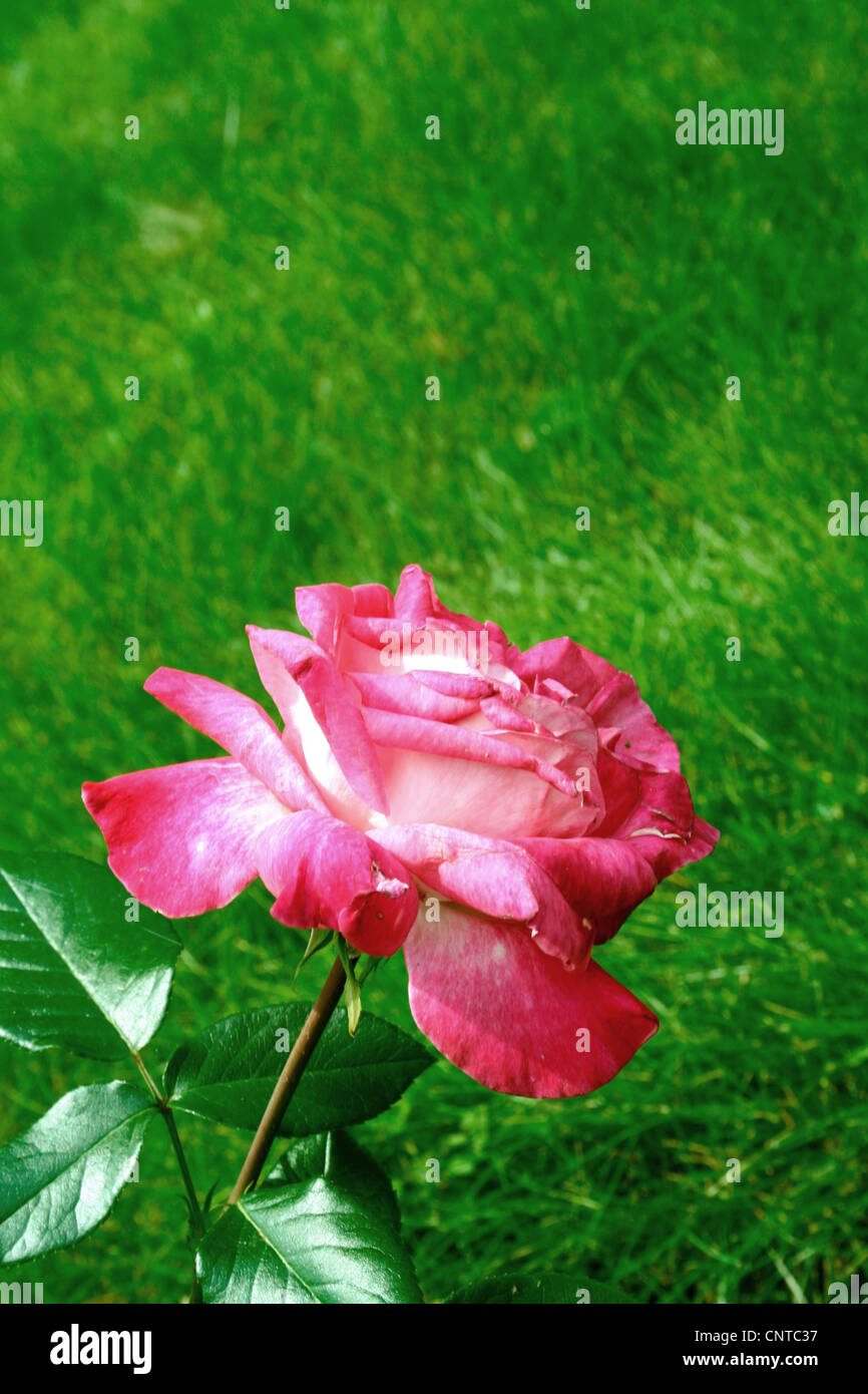 rose (Rosa spec.), red rose in a graden Stock Photo - Alamy