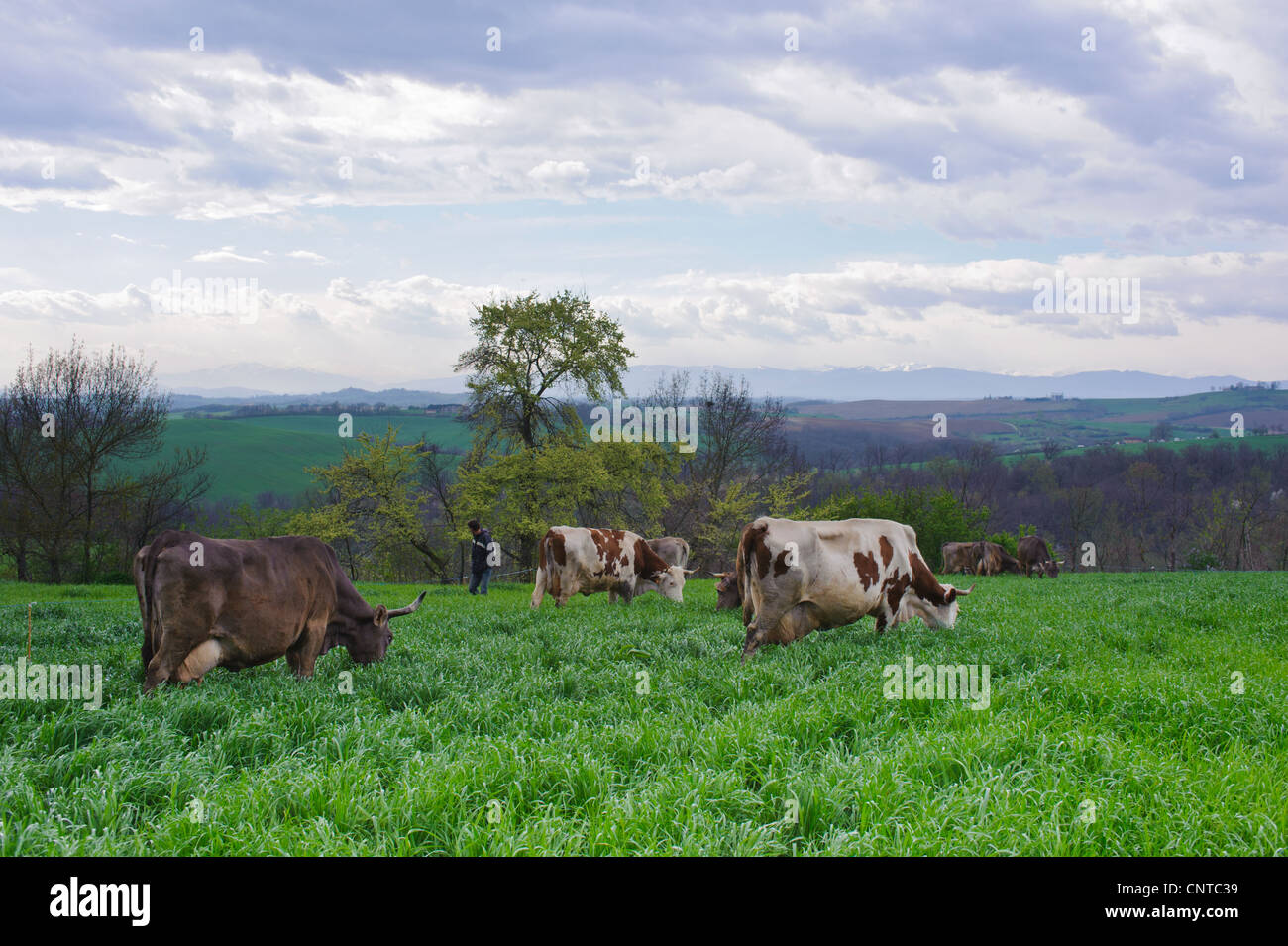 Organic dairy farm cheese farm south of Toulousse France with cattle ...