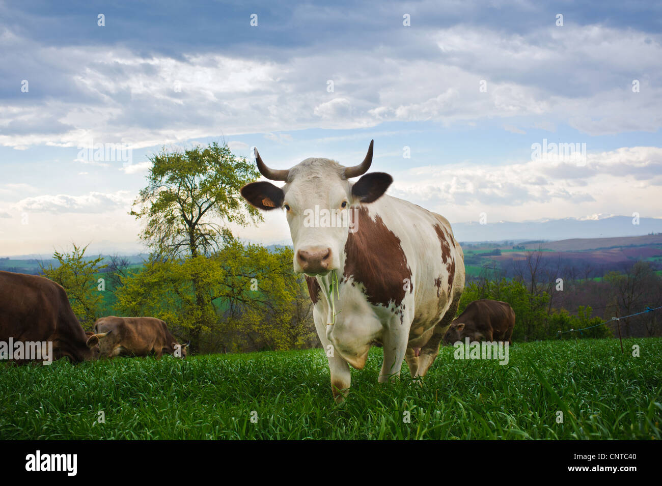 Organic dairy farm cheese farm south of Toulousse France with cattle ...