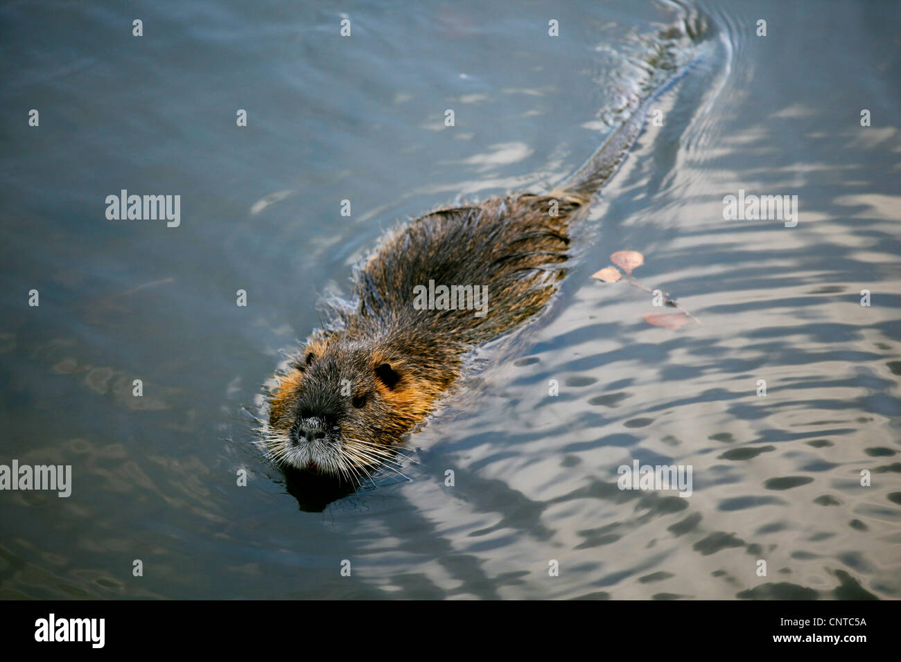 coypu, nutria (Myocastor coypus), swimming at the surface of a water ...