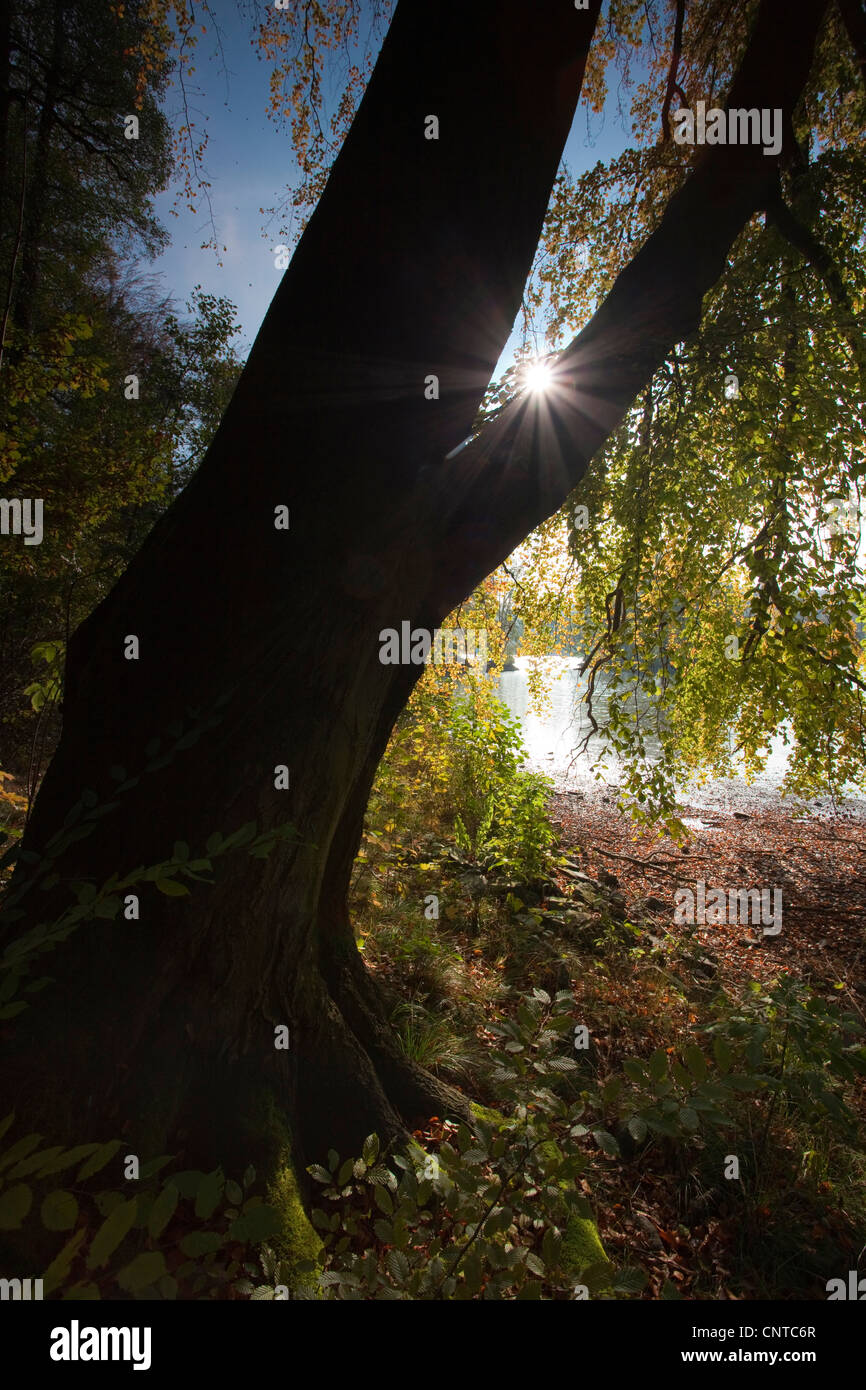 common beech (Fagus sylvatica), beech standing at a shore picturesquely ...