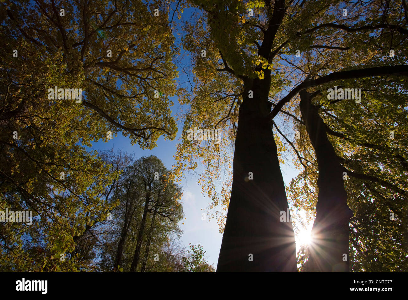 Beech tree photos hi-res stock photography and images - Alamy