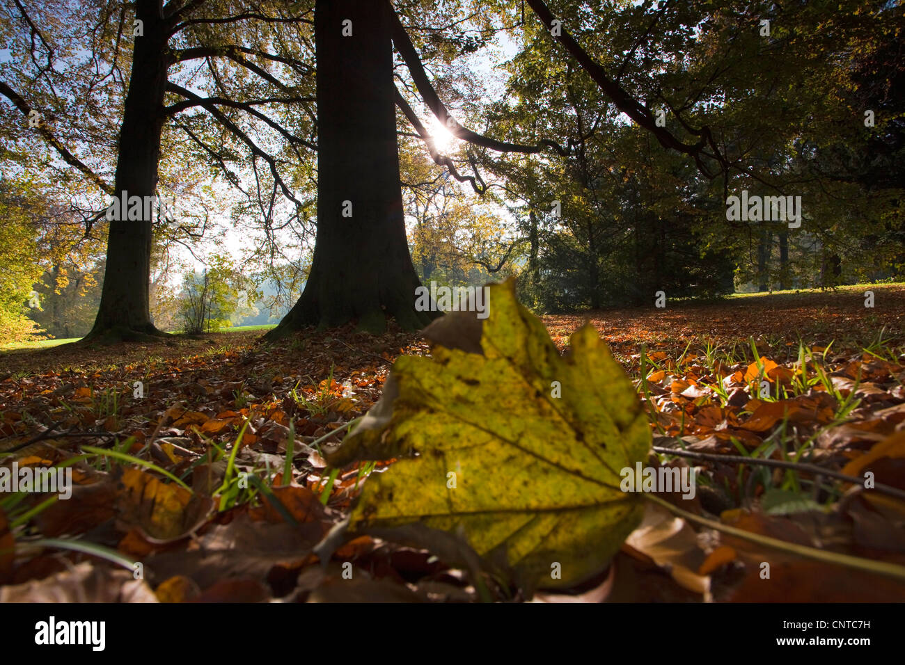 sycamore maple, great maple (Acer pseudoplatanus), view over a park ...
