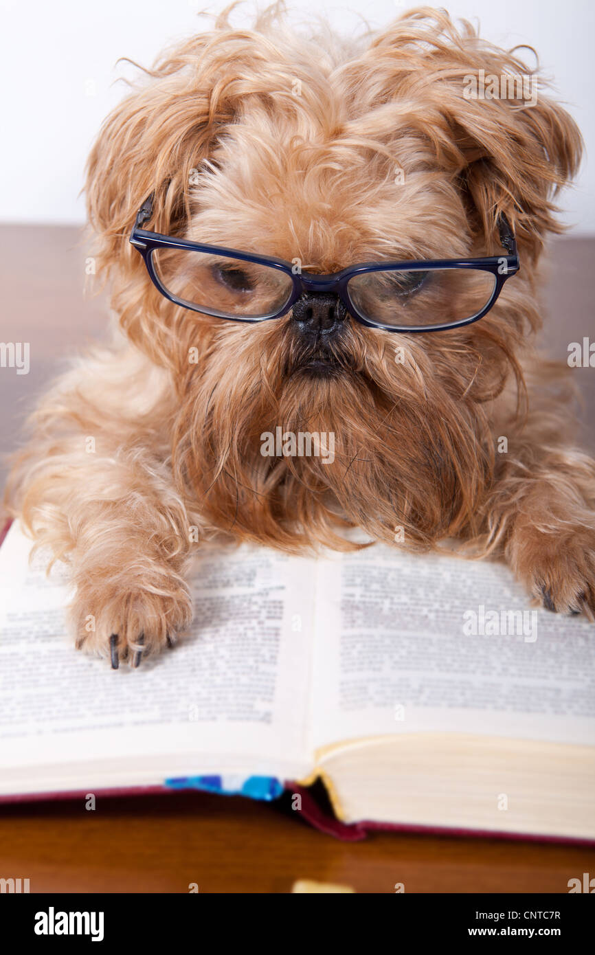 Serious dog in the glasses read a book Stock Photo - Alamy