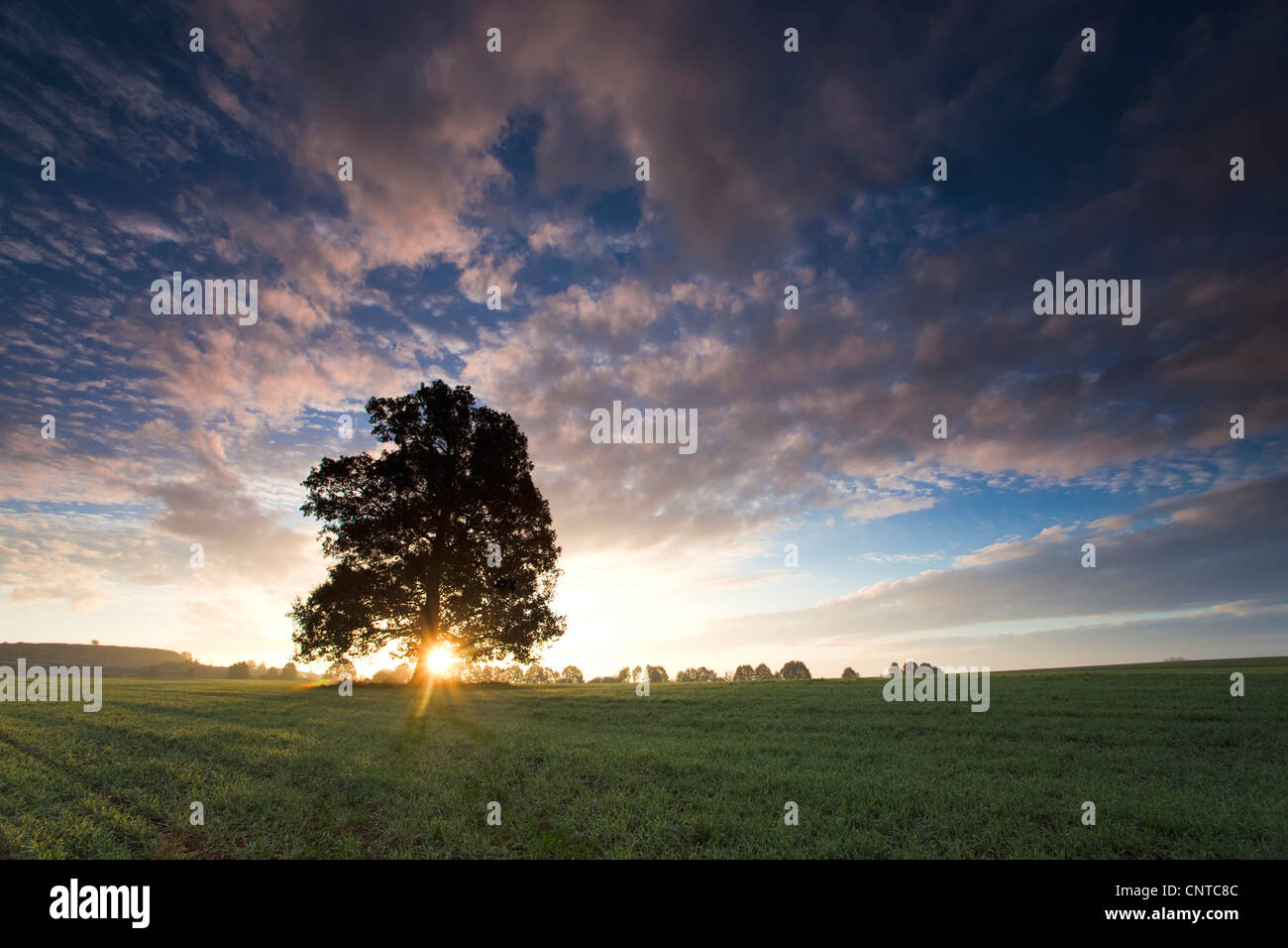 sunrise over a field with a single tree in the foreground, Germany ...