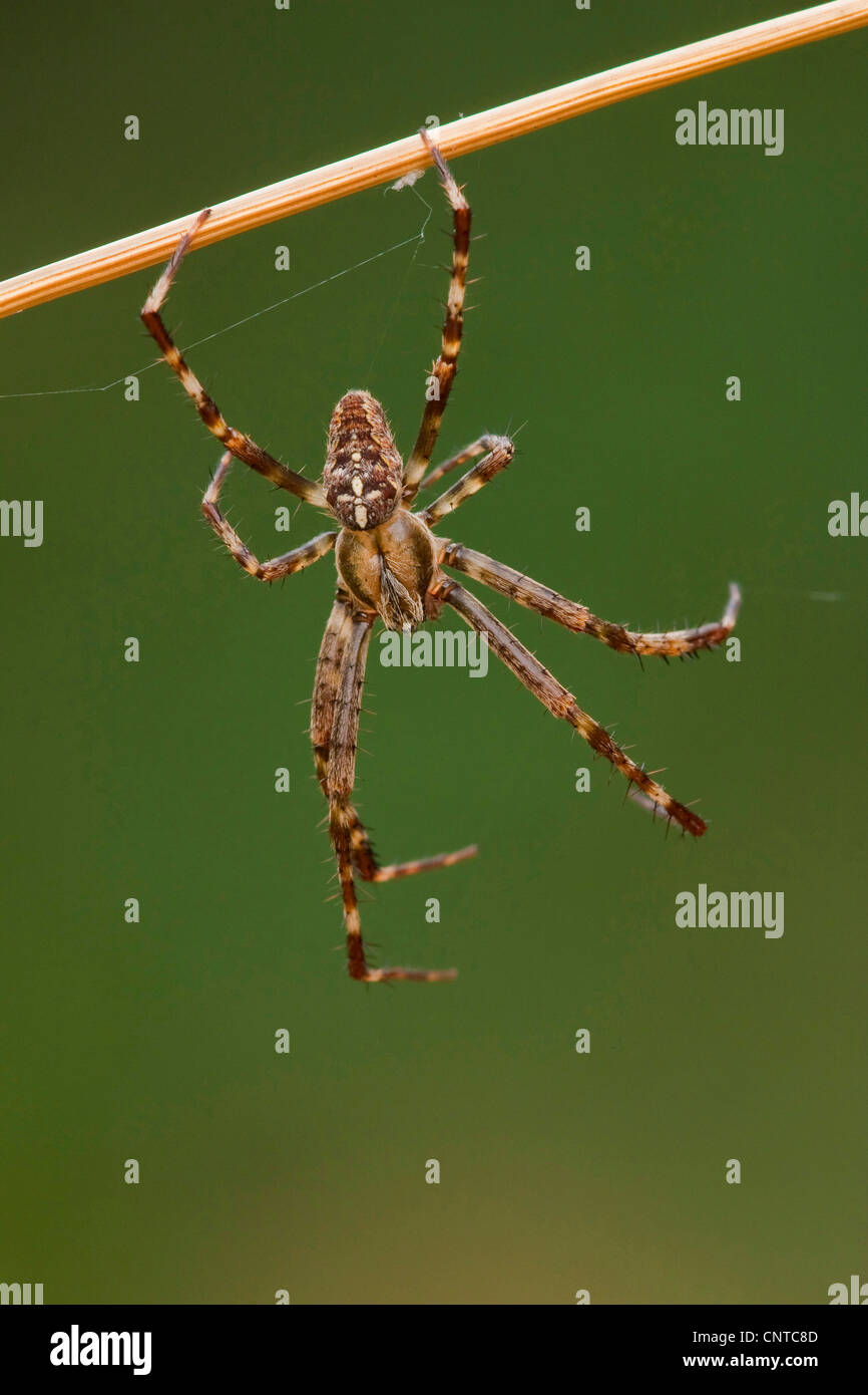 cross orbweaver, European garden spider, cross spider (Araneus ...