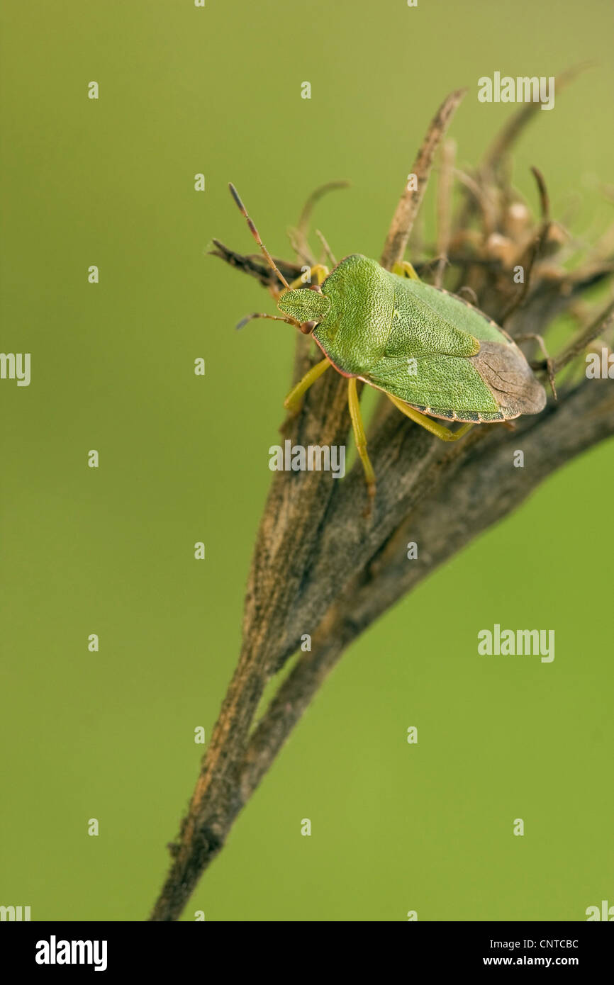 green shield bug, common green shield bug (Palomena prasina), sitting ...