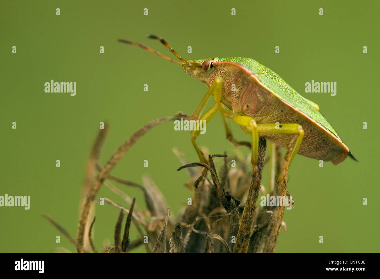 green shield bug, common green shield bug (Palomena prasina), sitting ...