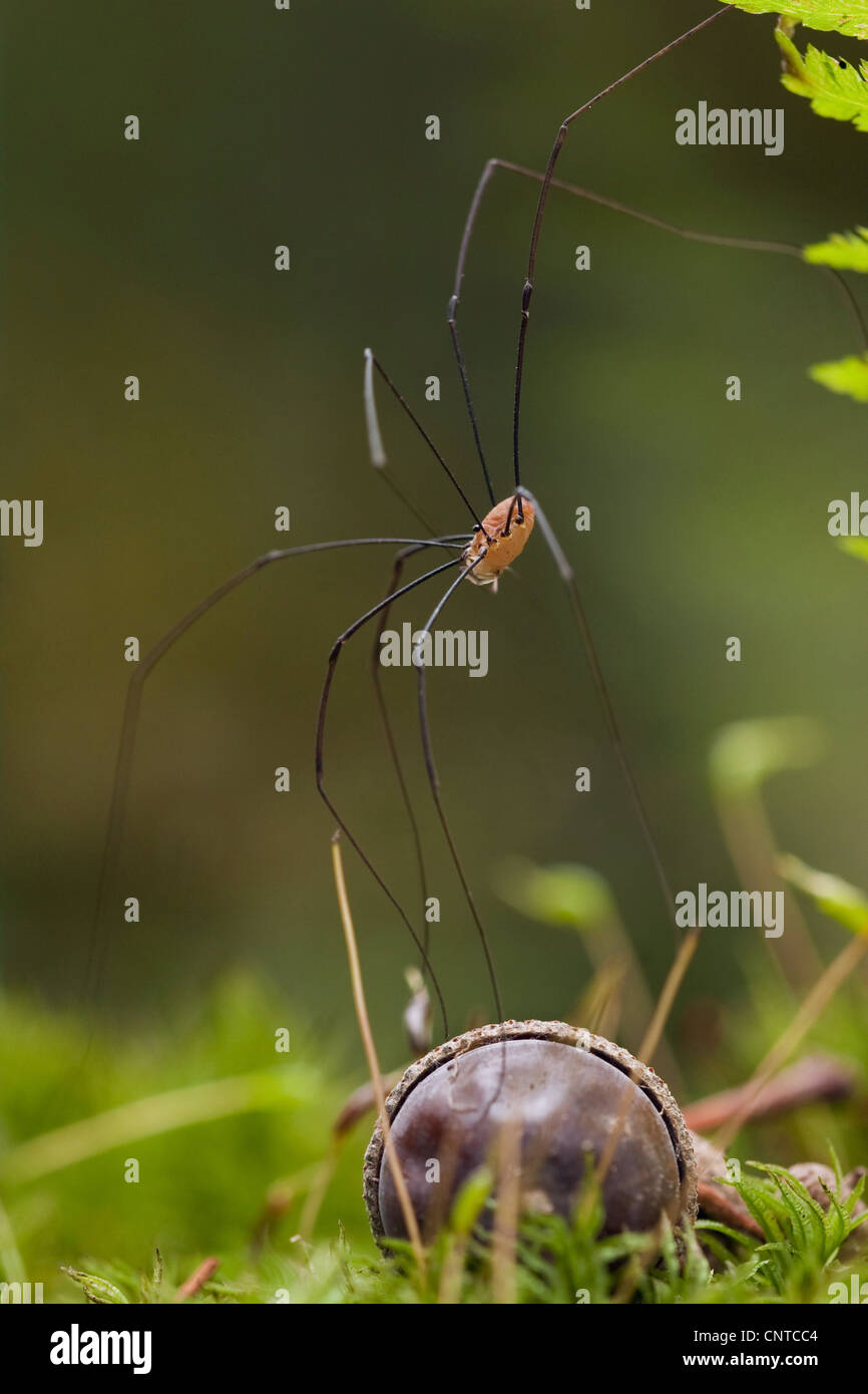 Harvestman with acorn hi-res stock photography and images - Alamy