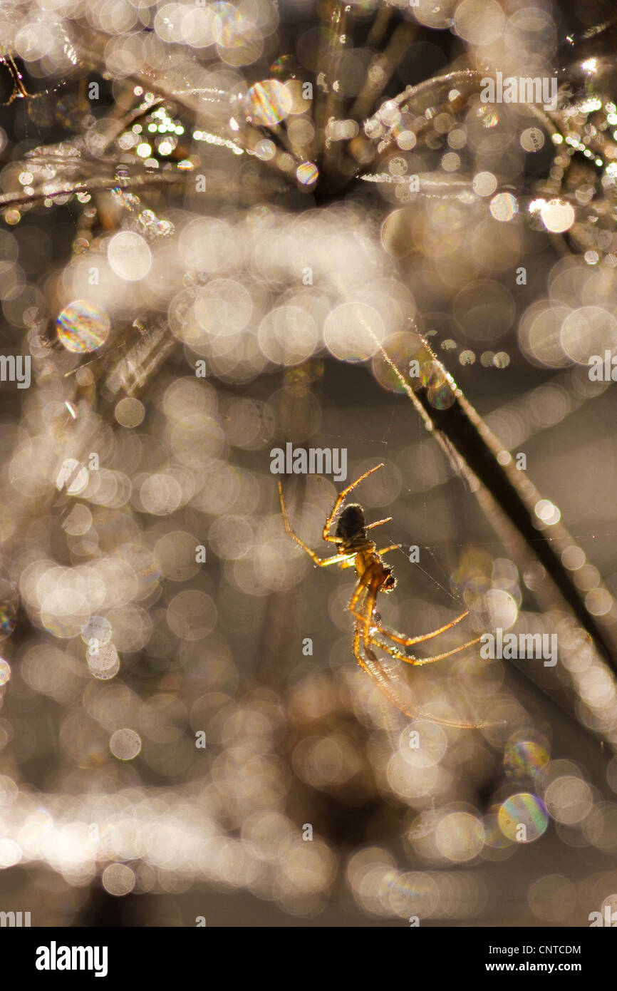 Linyphia triangularis (Linyphia triangularis), sitting in its web ...