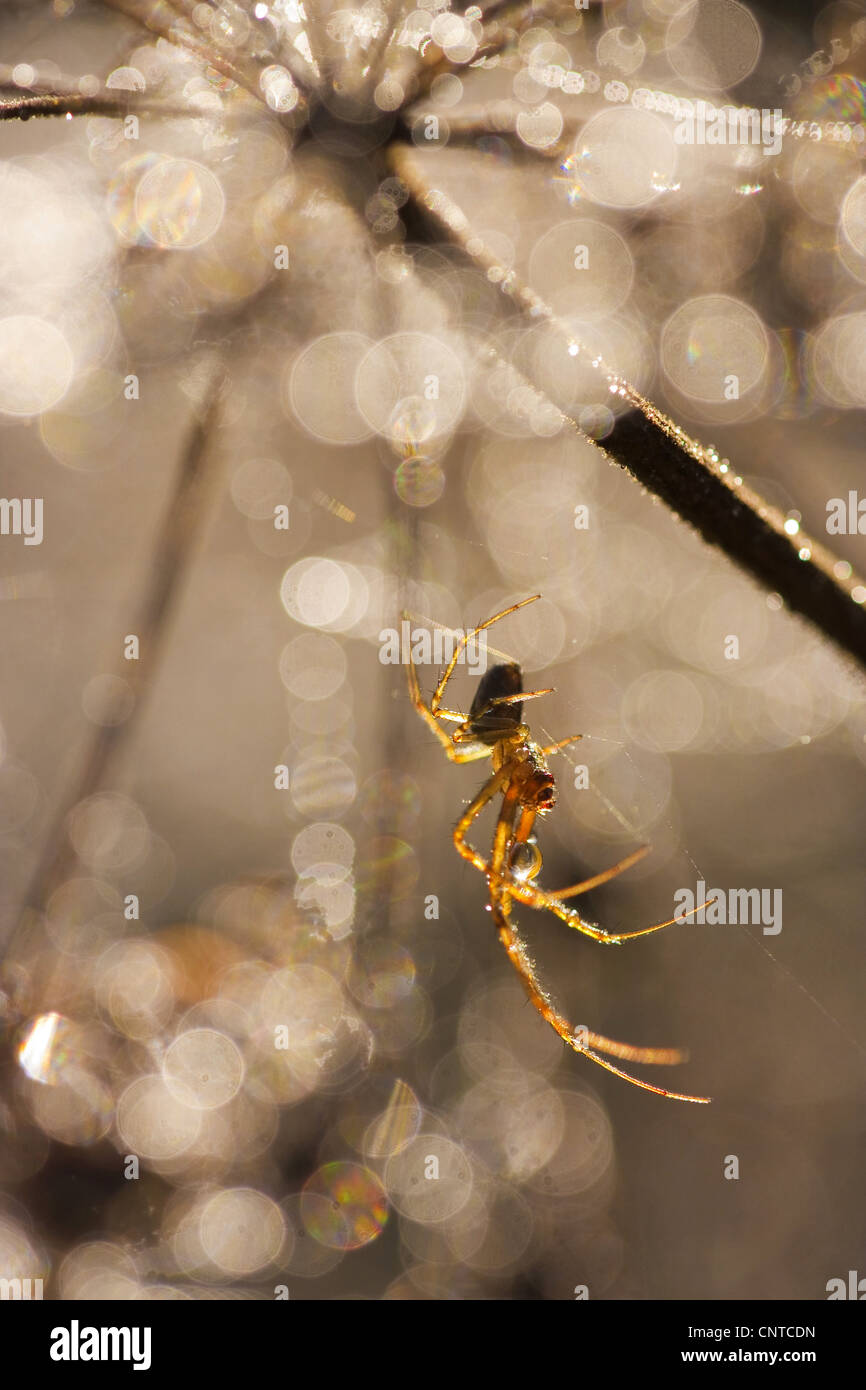 Linyphia triangularis (Linyphia triangularis), sitting in its web ...