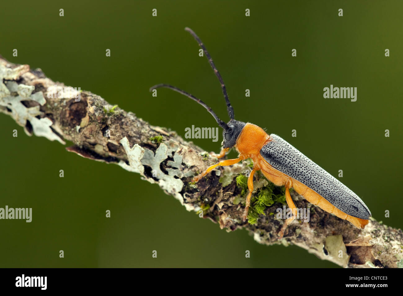 Twin spot longhorn beetle (Oberea oculata), sitting on a branch ...