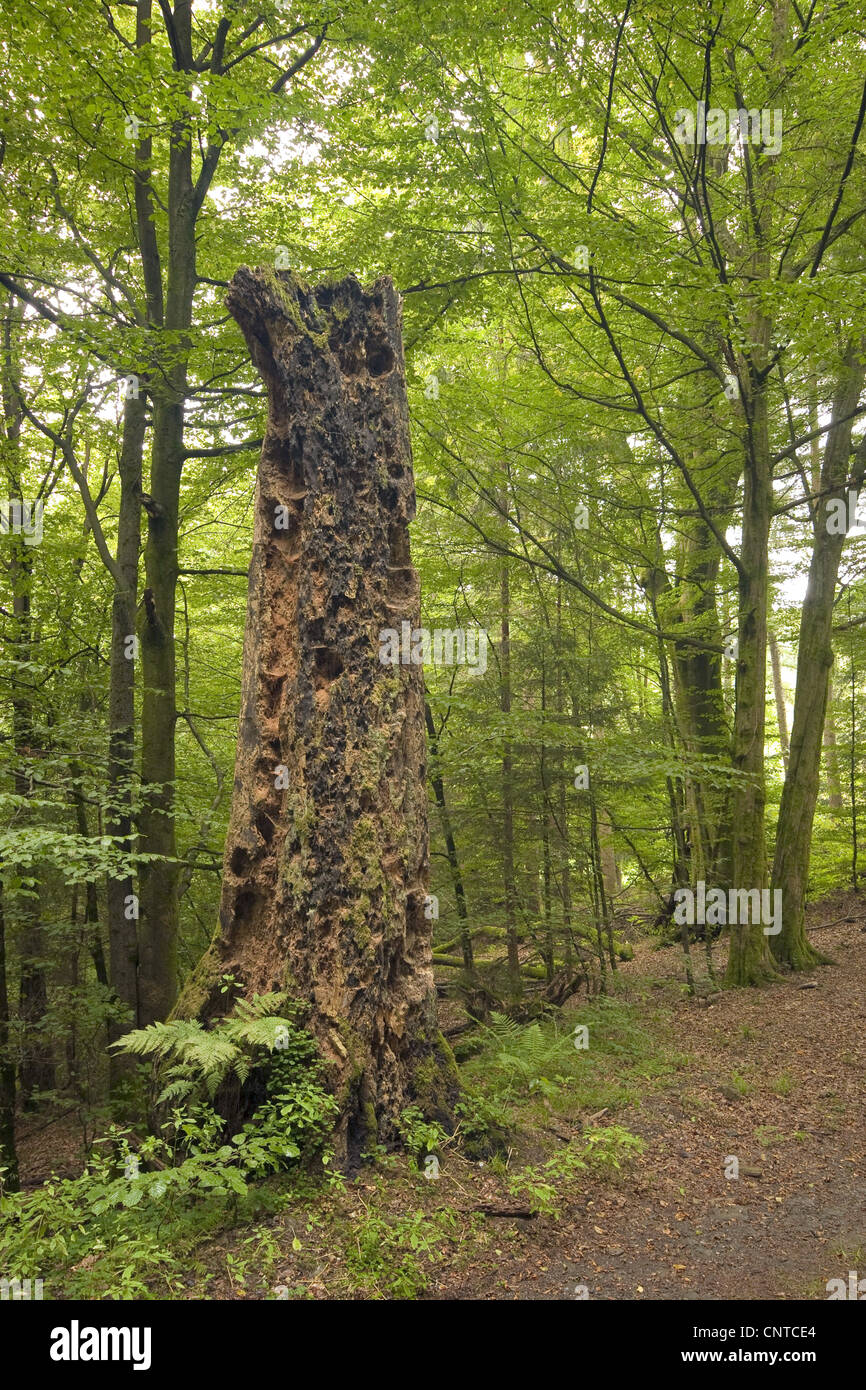 dead remains of a tree broken of high above the forest ground, Germany ...