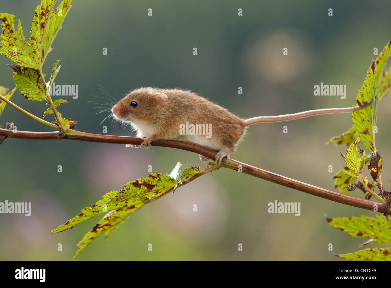 Old World harvest mouse (Micromys minutus), climbing on the stem of a ...