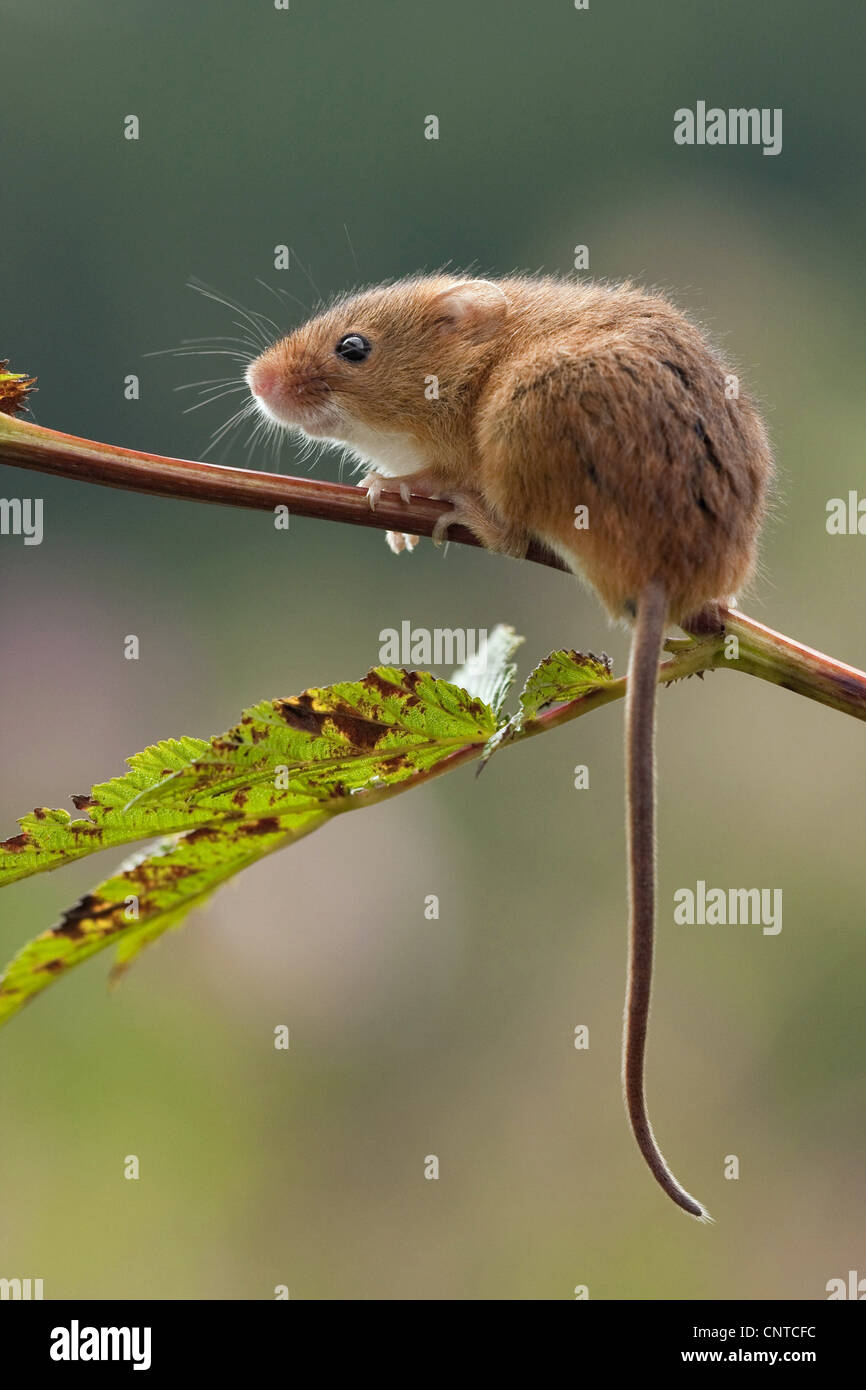 Old World harvest mouse (Micromys minutus), climbing on the stem of a ...