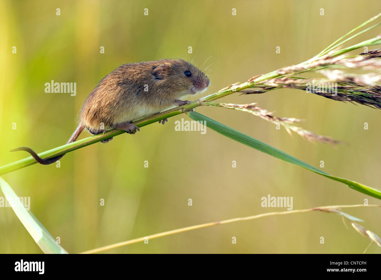 Old World harvest mouse (Micromys minutus), climbing on a blade of ...