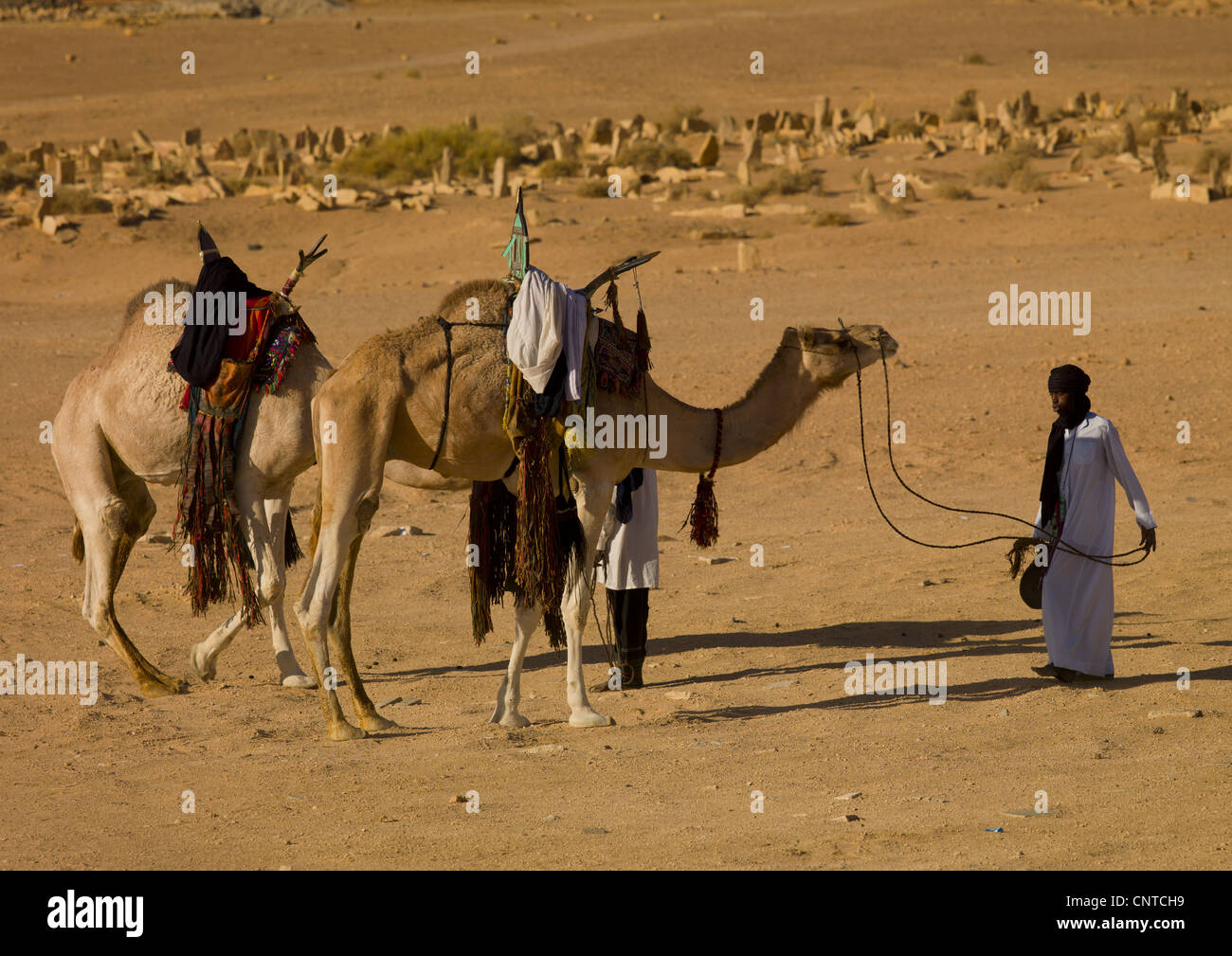 Libya tuareg camel africa desert hi-res stock photography and images ...