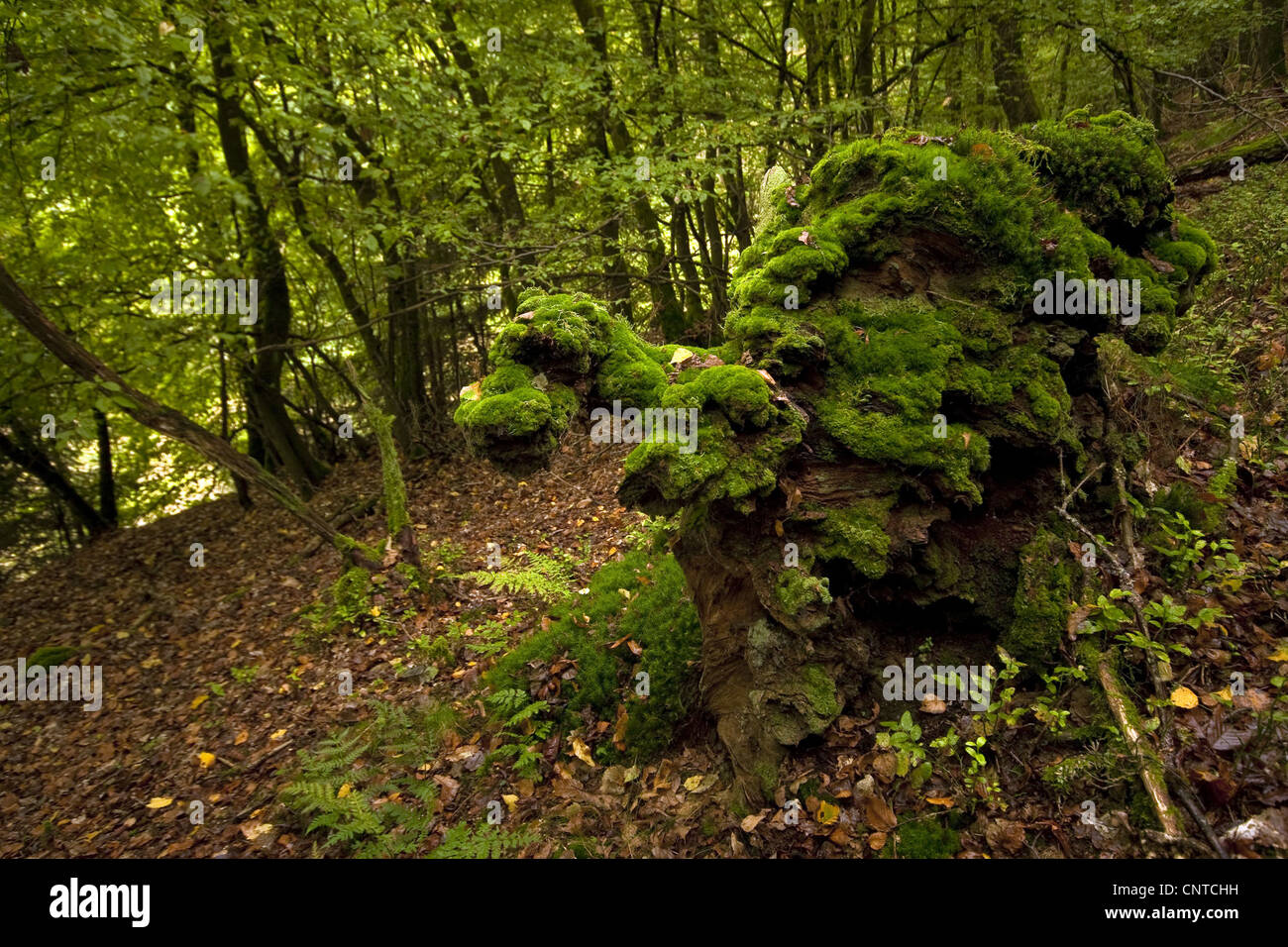 Old mossy tree snag hi-res stock photography and images - Alamy