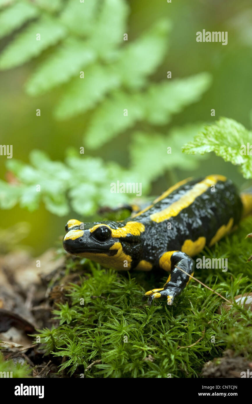 European fire salamander (Salamandra salamandra), sitting on moss ...