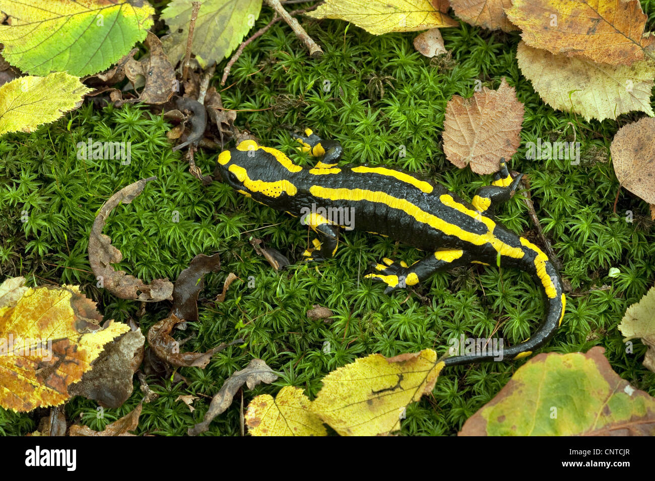 European fire salamander (Salamandra salamandra), sitting on moss ...