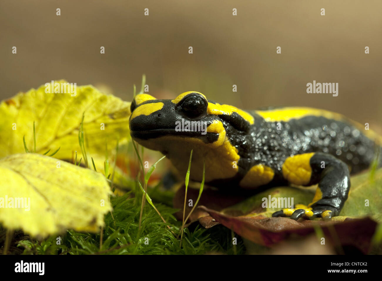 European fire salamander (Salamandra salamandra), sitting on moss ...