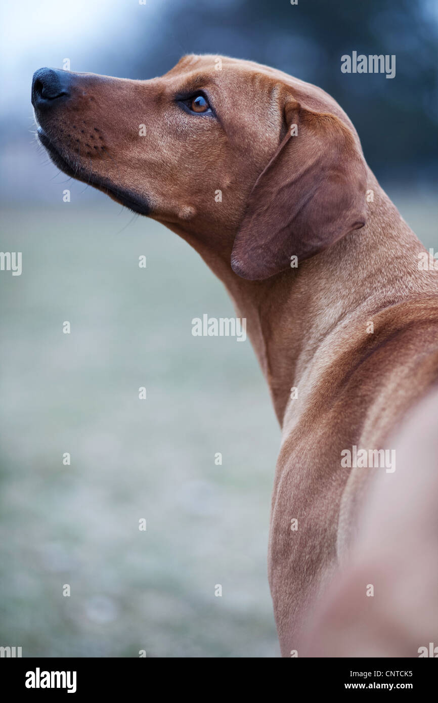 South african ridgeback hi-res stock photography and images - Alamy