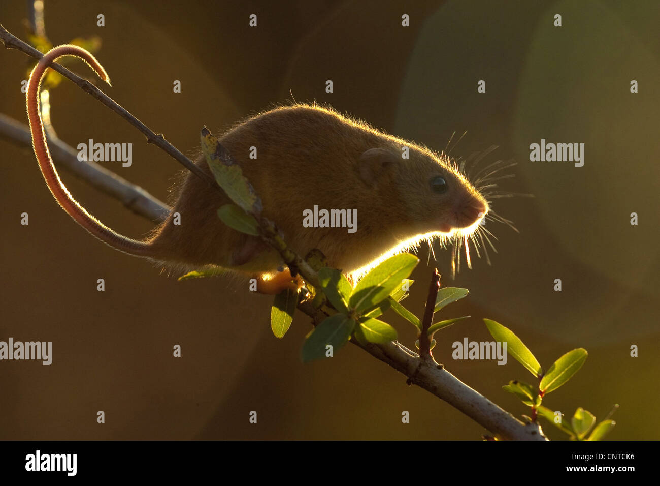 Old World harvest mouse (Micromys minutus), climbing on a twig in ...
