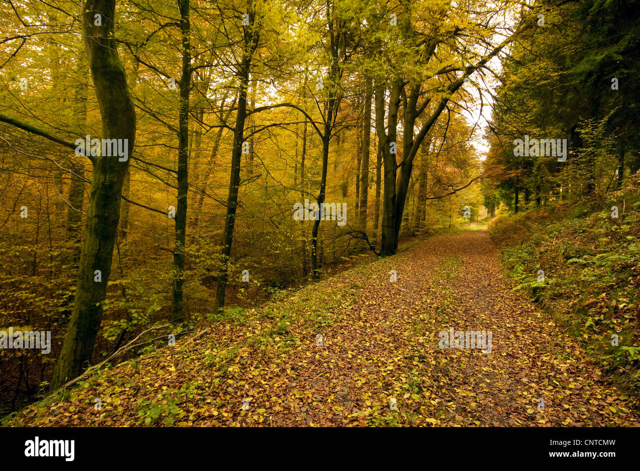 Straight path hi-res stock photography and images - Alamy