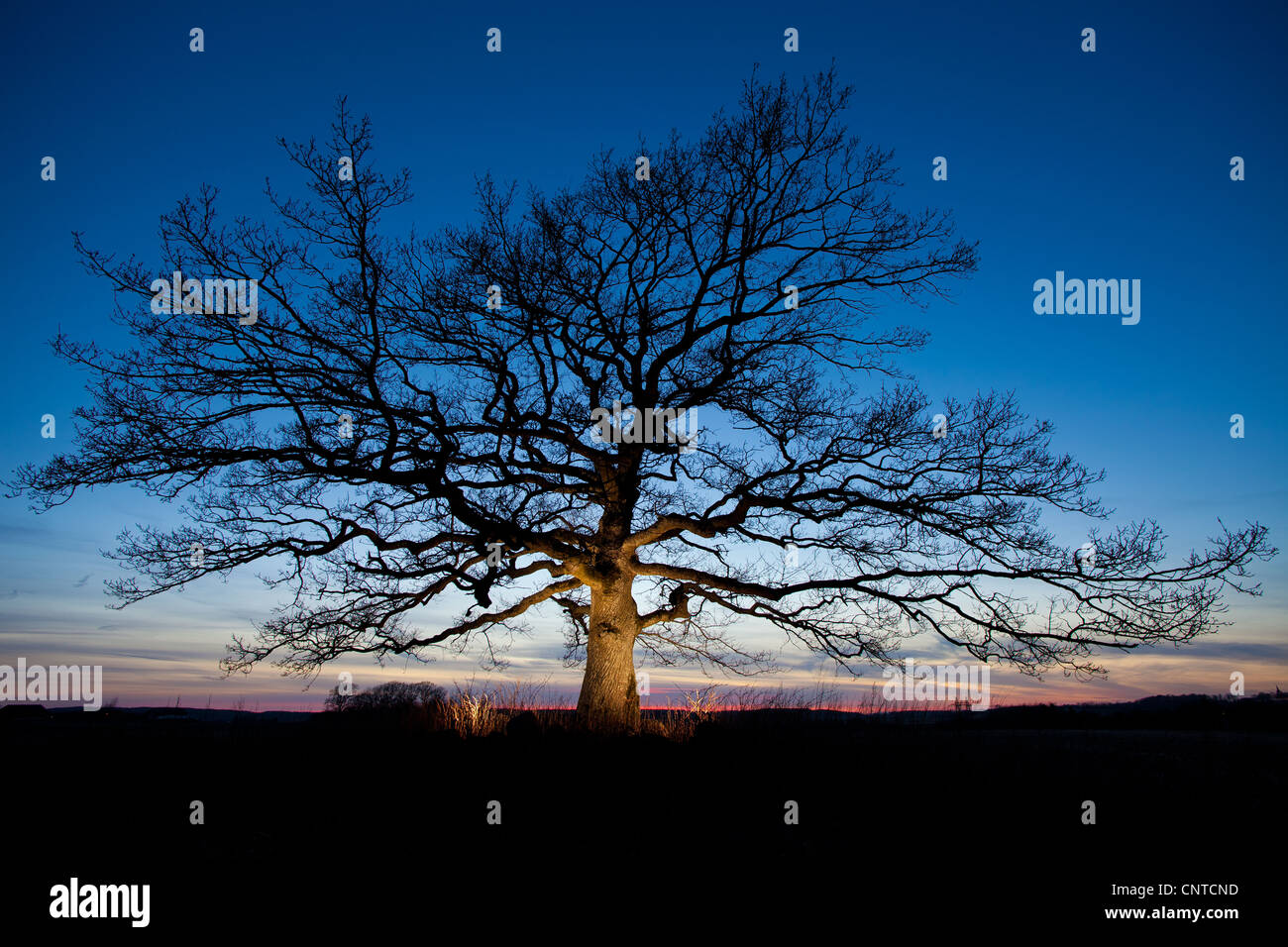 Beautiful oak tree at dusk in Råde, Østfold fylke, Norway Stock Photo ...