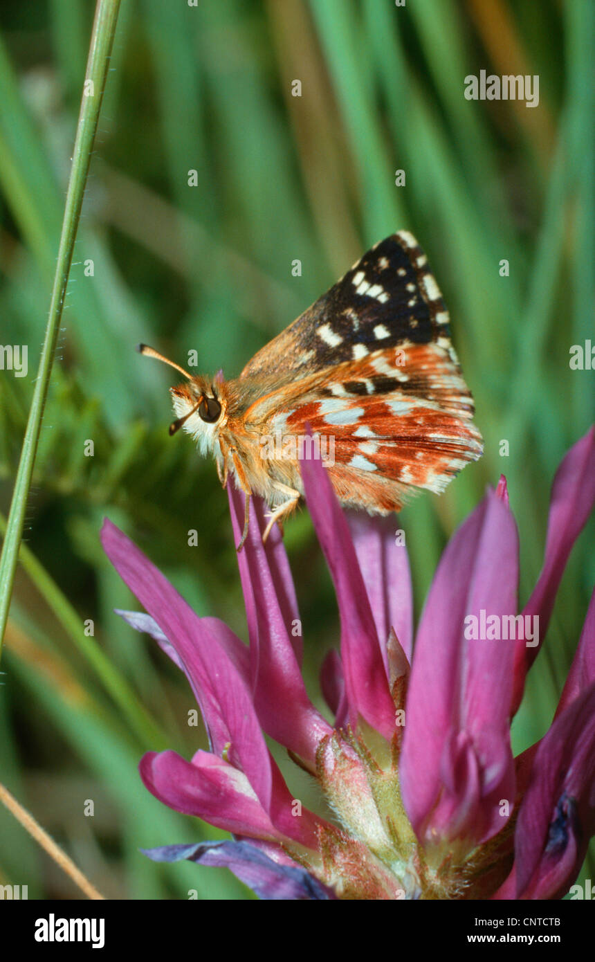 grizzled skipper (Pyrgus malvae), sitting on blossoms, Germany Stock ...