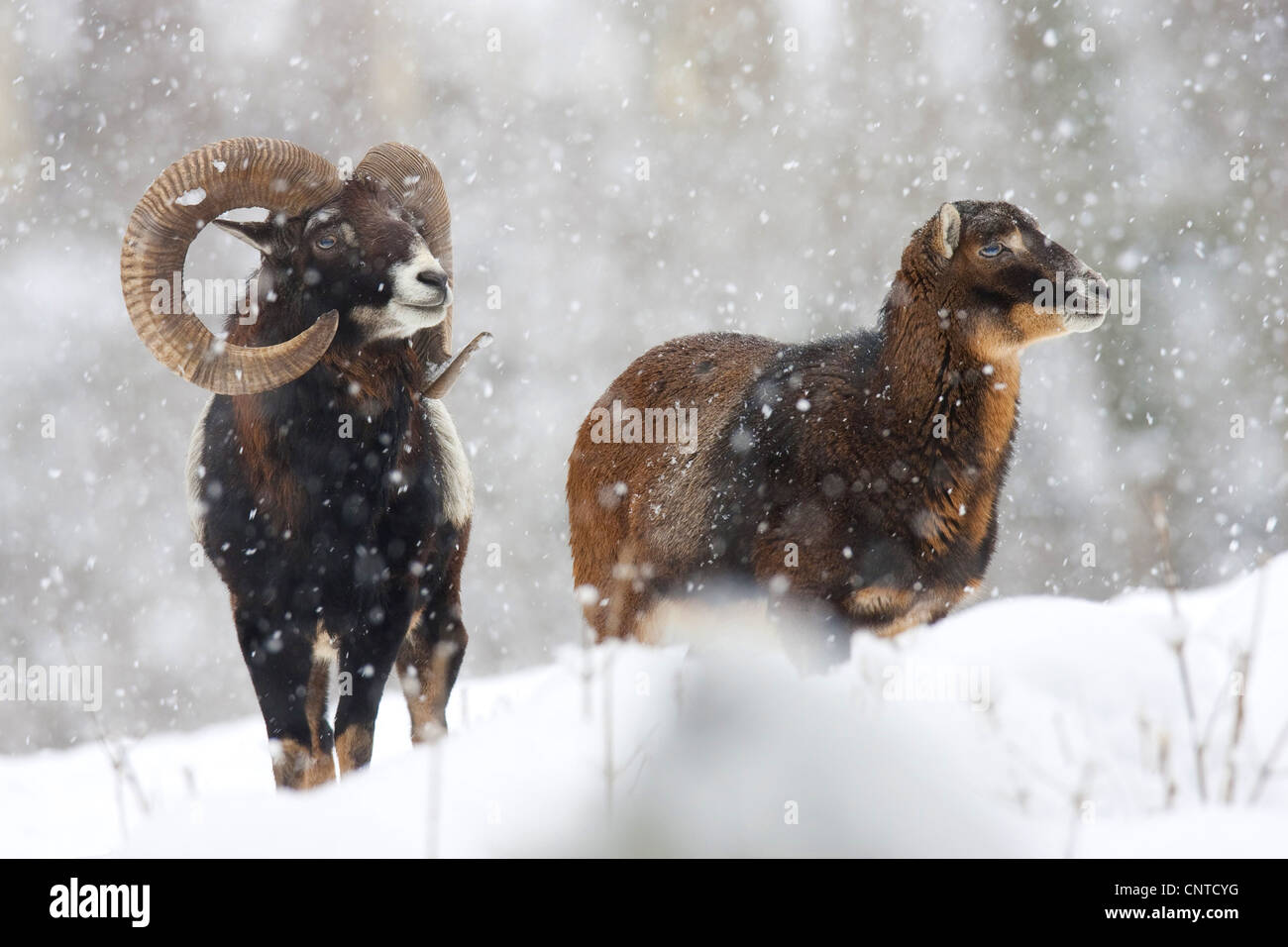 Mouflon (Ovis musimon, Ovis gmelini musimon, Ovis orientalis musimon ...