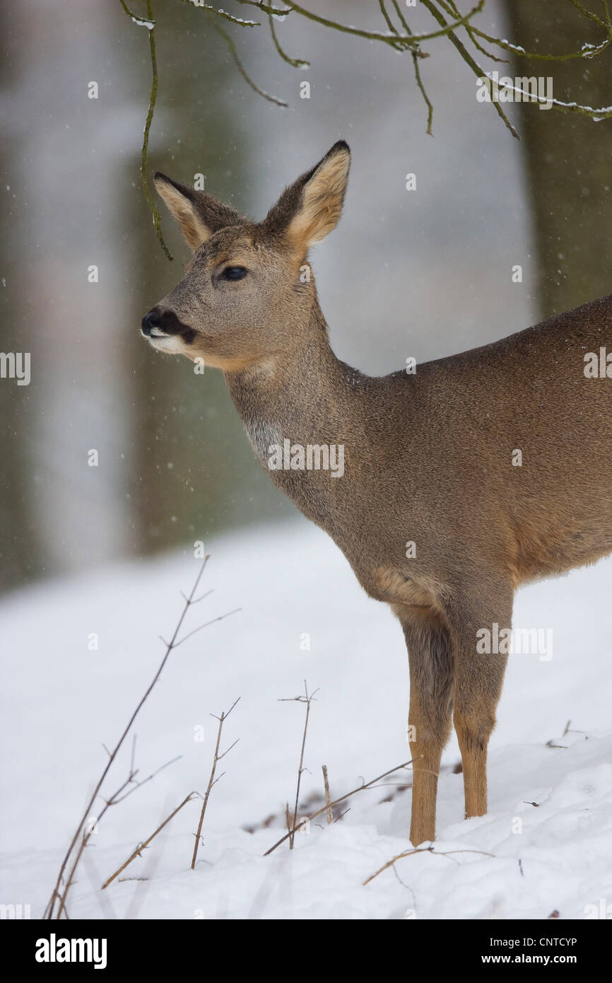 roe deer (Capreolus capreolus), standing on a snow covered slope ...