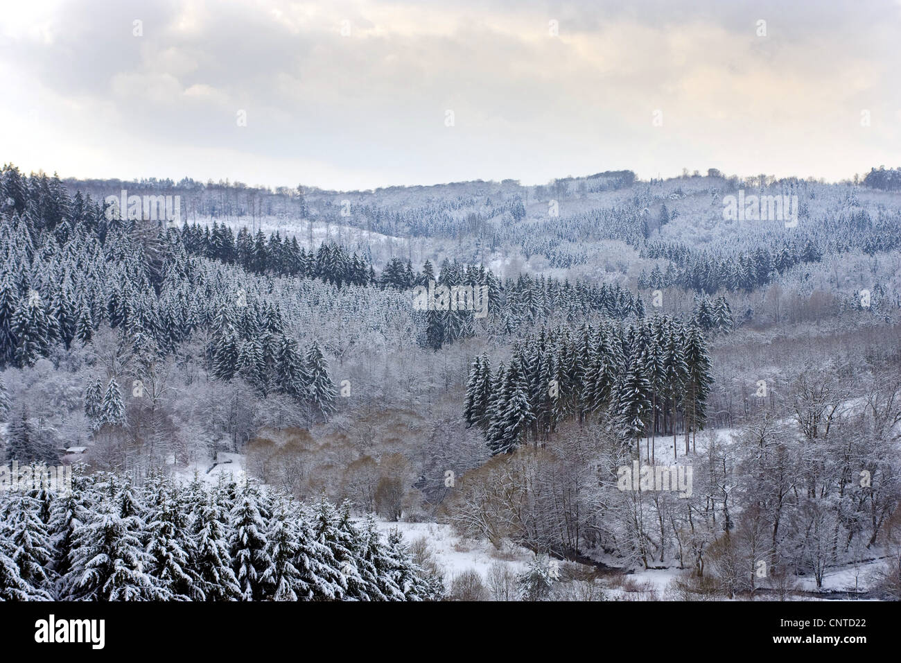 Snow covered forest landscape scenery hi-res stock photography and ...