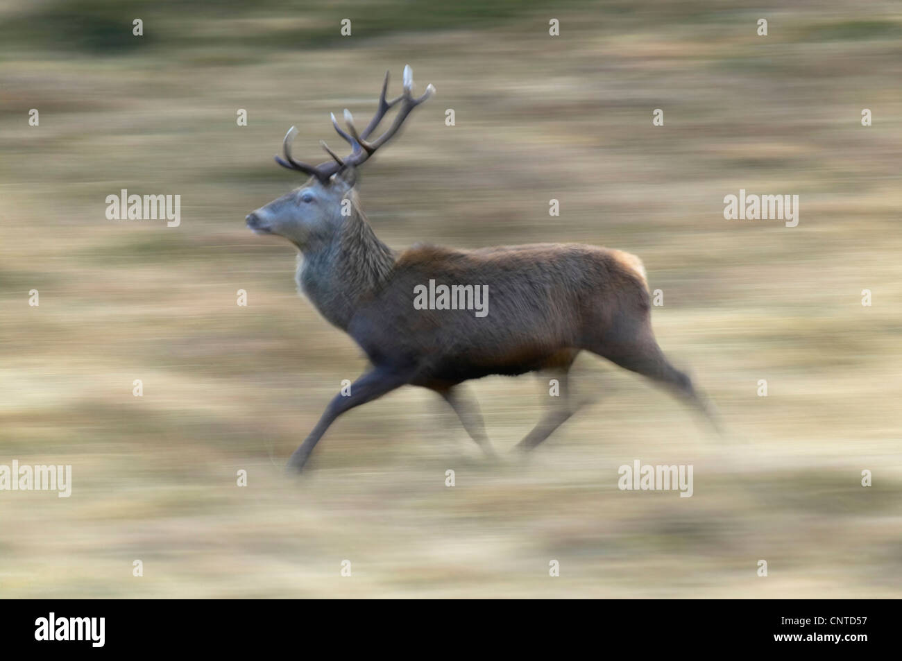 Deer Running Towards Camera