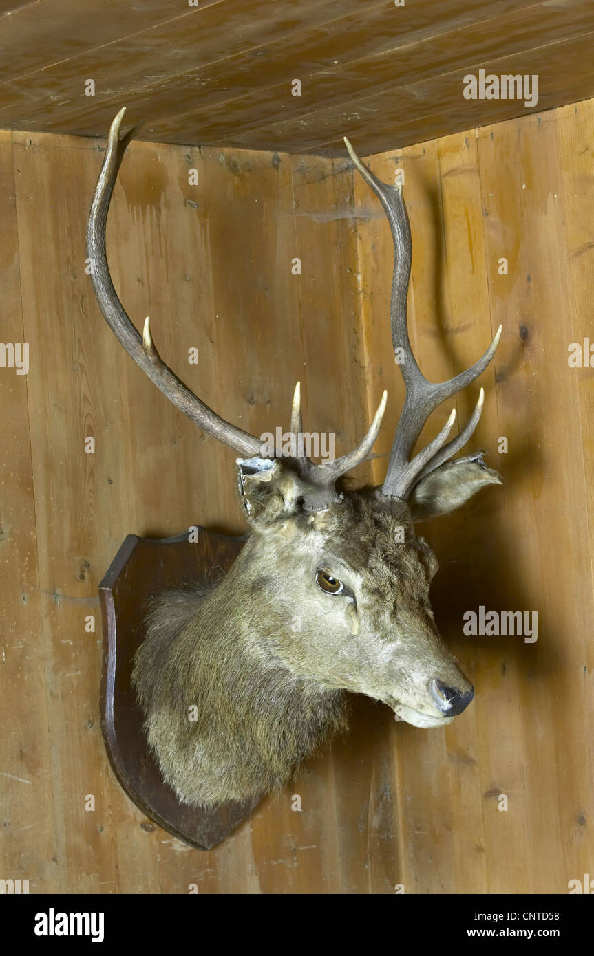 Deer trophies hi-res stock photography and images - Alamy