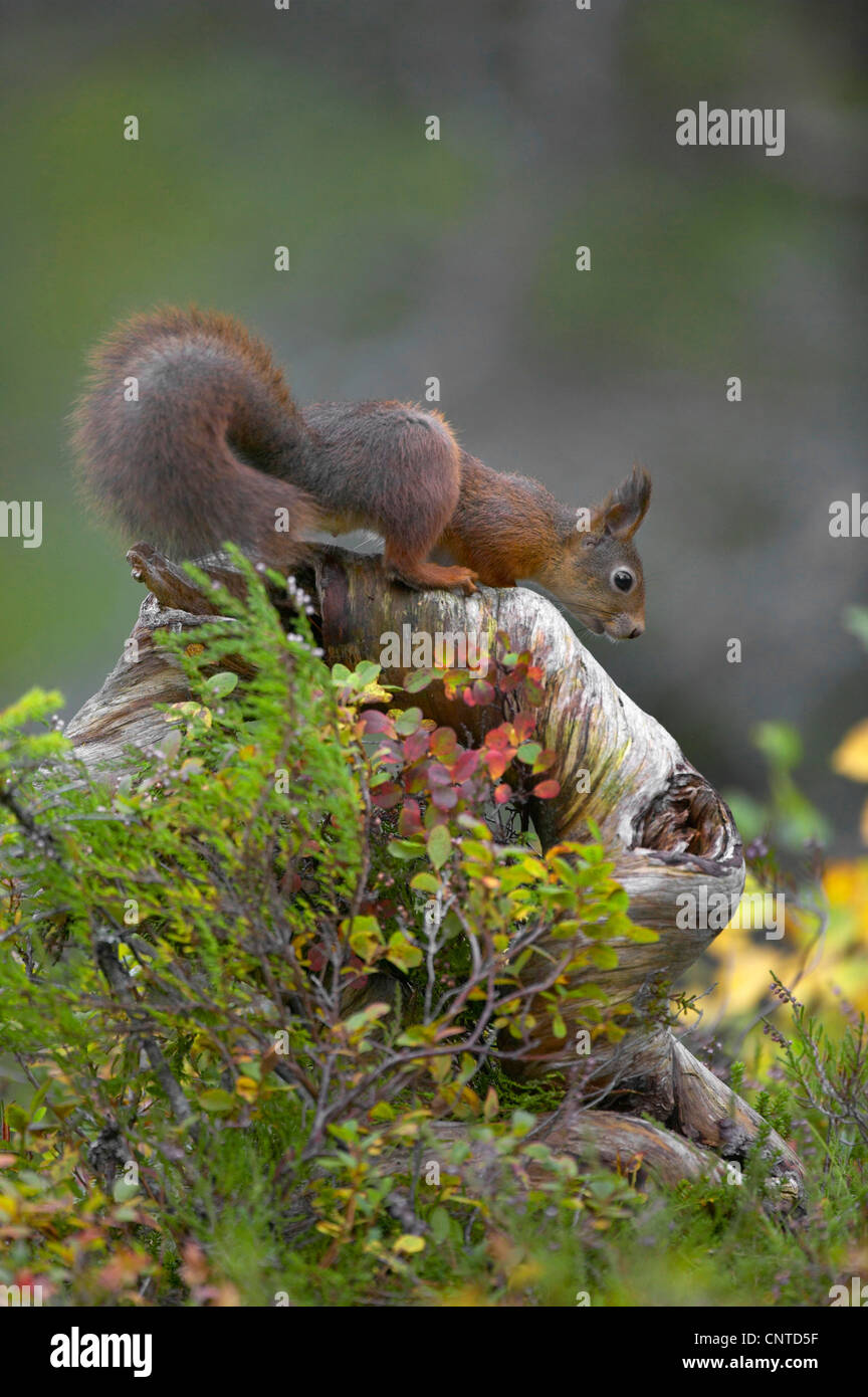 Norwegian squirrel hi-res stock photography and images - Alamy
