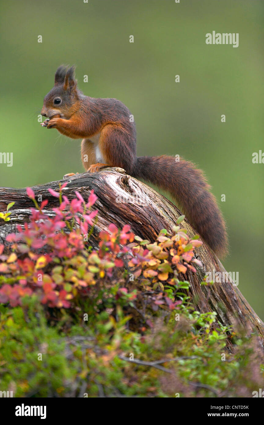 European red squirrel, Eurasian red squirrel (Sciurus vulgaris ...