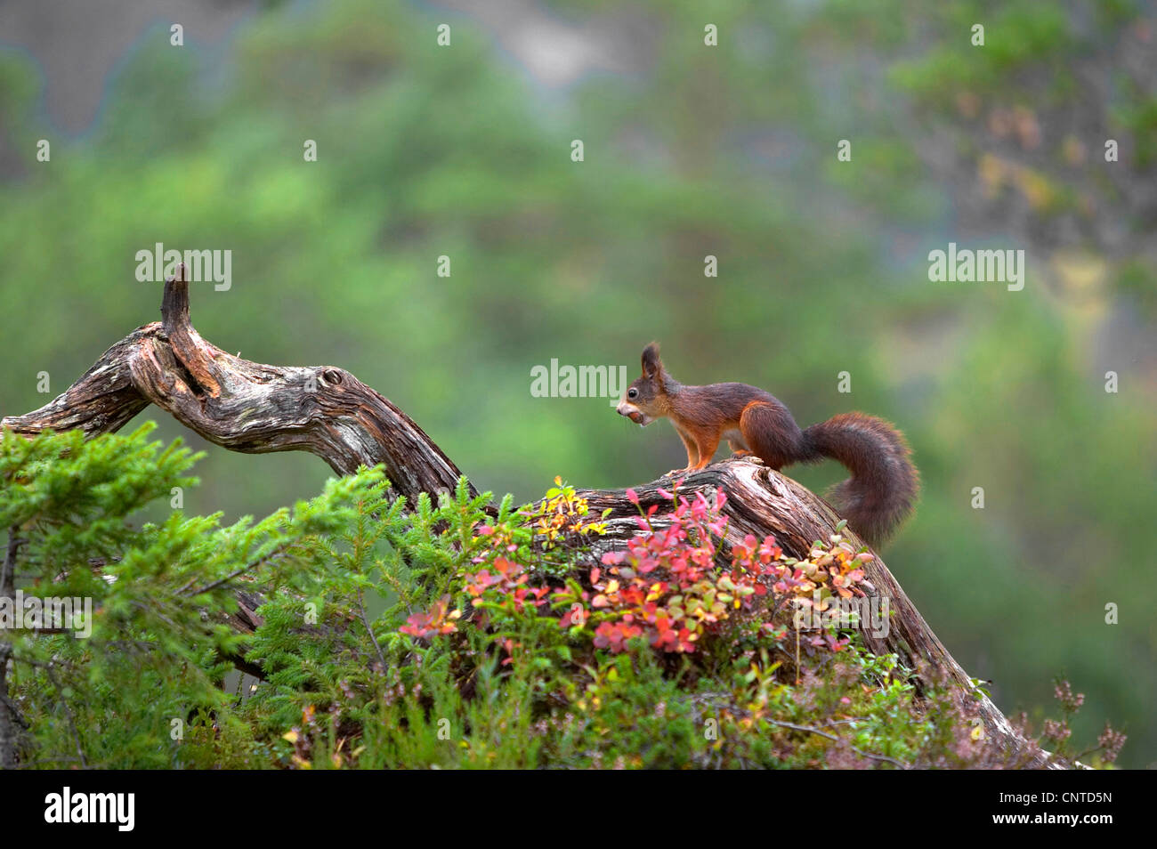 Sitting erectly with an acorn in the mouth hi-res stock photography and ...