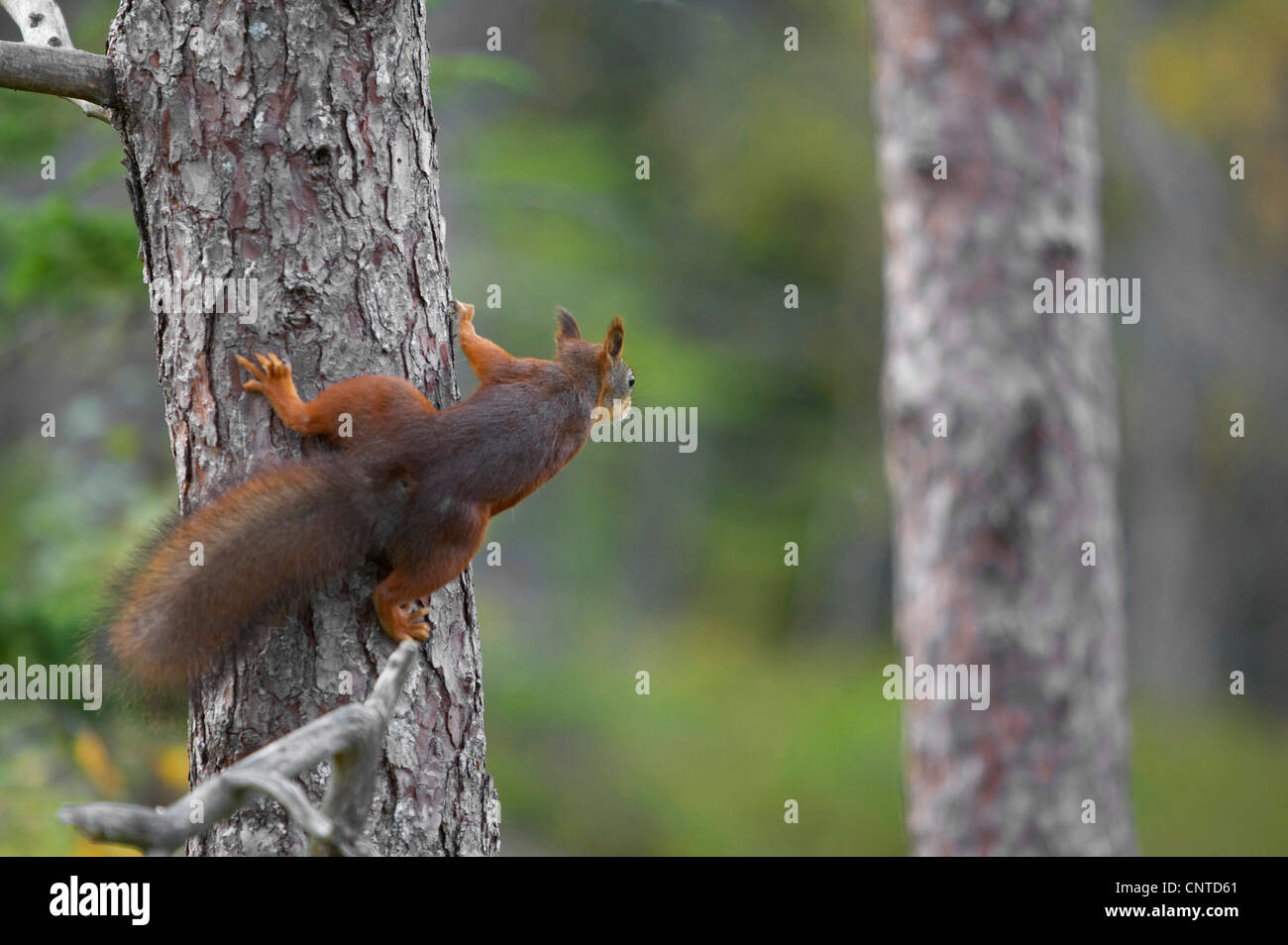 Red Squirrel Behind A Tree Trunk High Resolution Stock Photography and ...