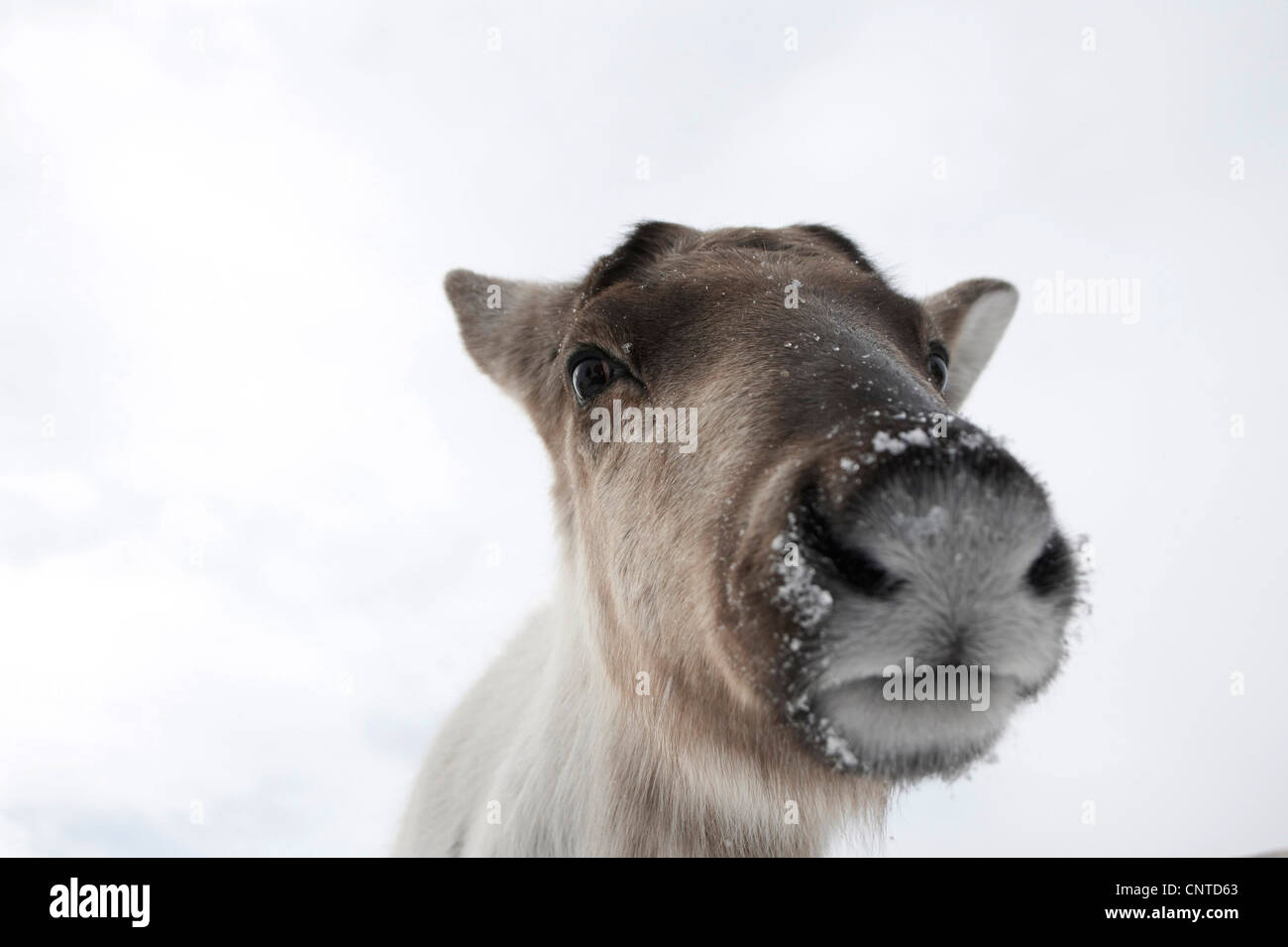European reindeer, European caribou (Rangifer tarandus tarandus ...