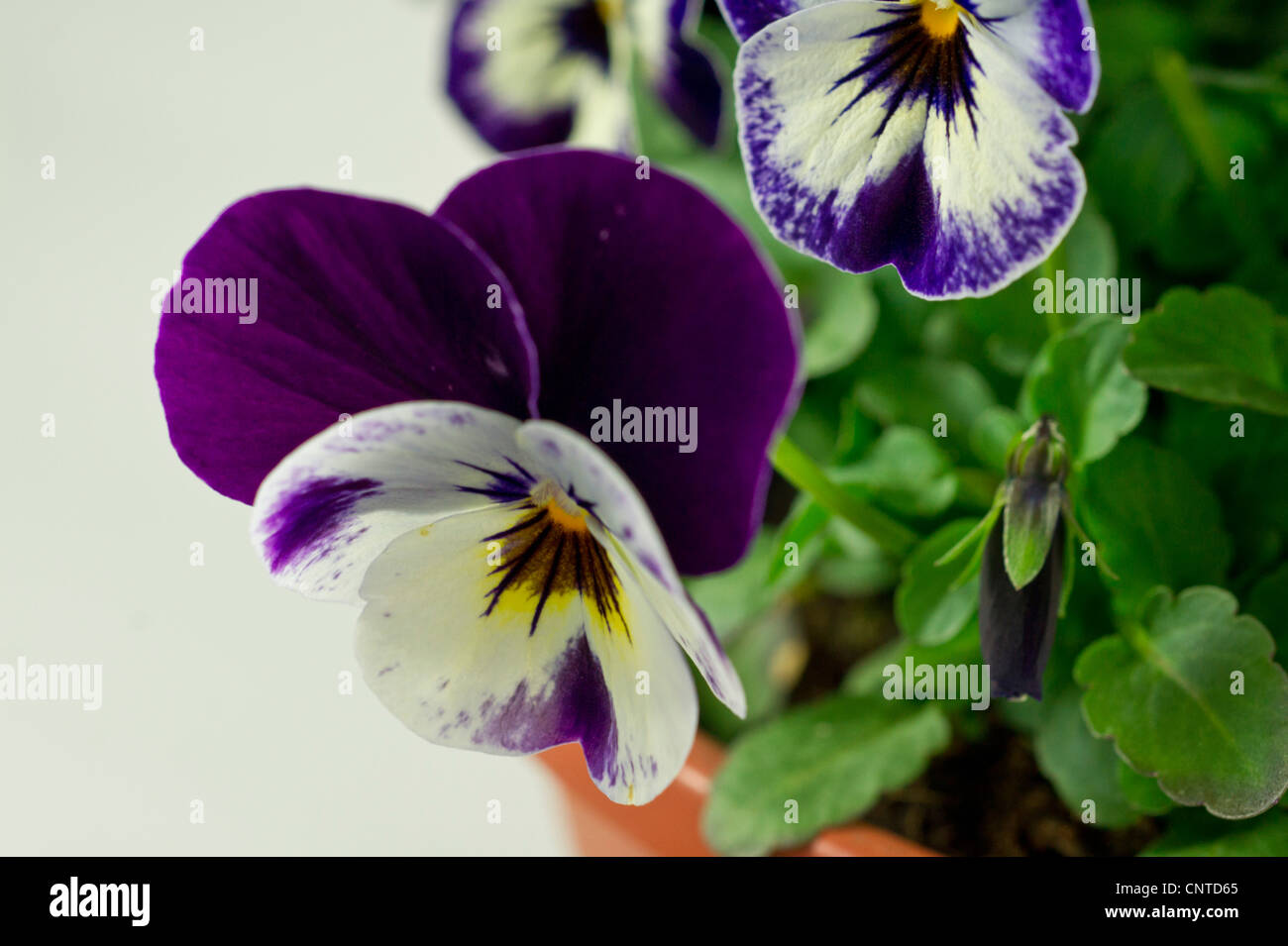 Violaceae Family High Resolution Stock Photography and Images - Alamy