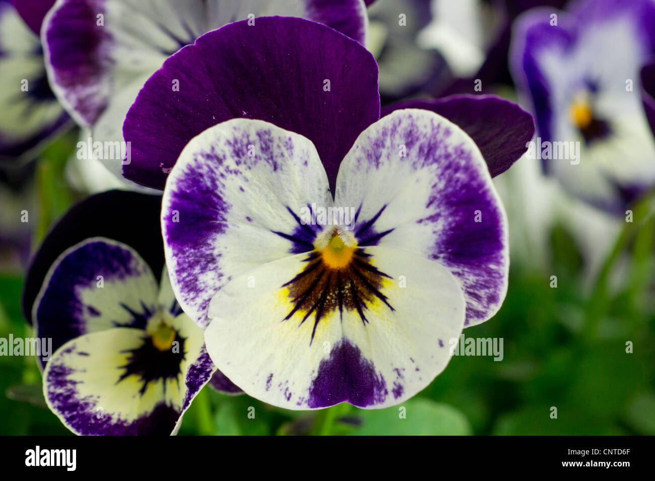 Fragrant small Viola flowers Stock Photo - Alamy