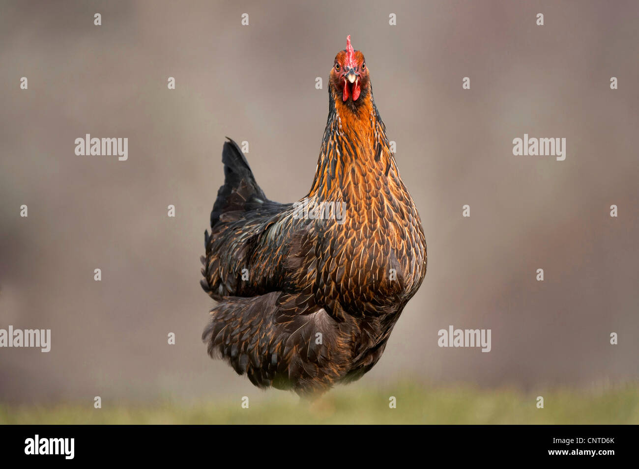 Roaming the range hi-res stock photography and images - Alamy