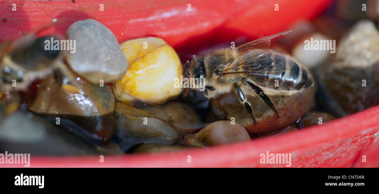 Wet bee hi-res stock photography and images - Alamy