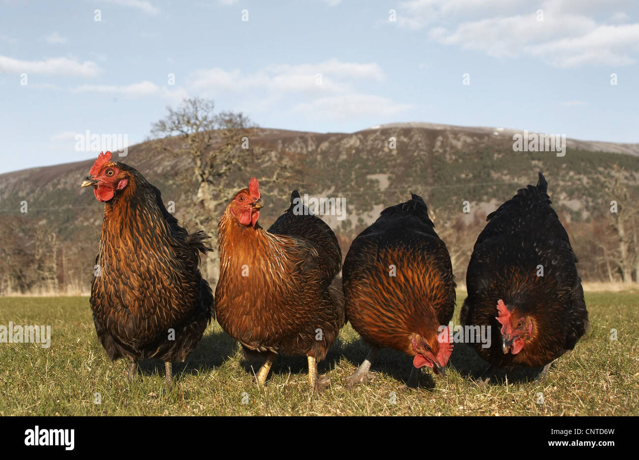 domestic fowl (Gallus gallus f. domestica), Black Rock strain roaming ...