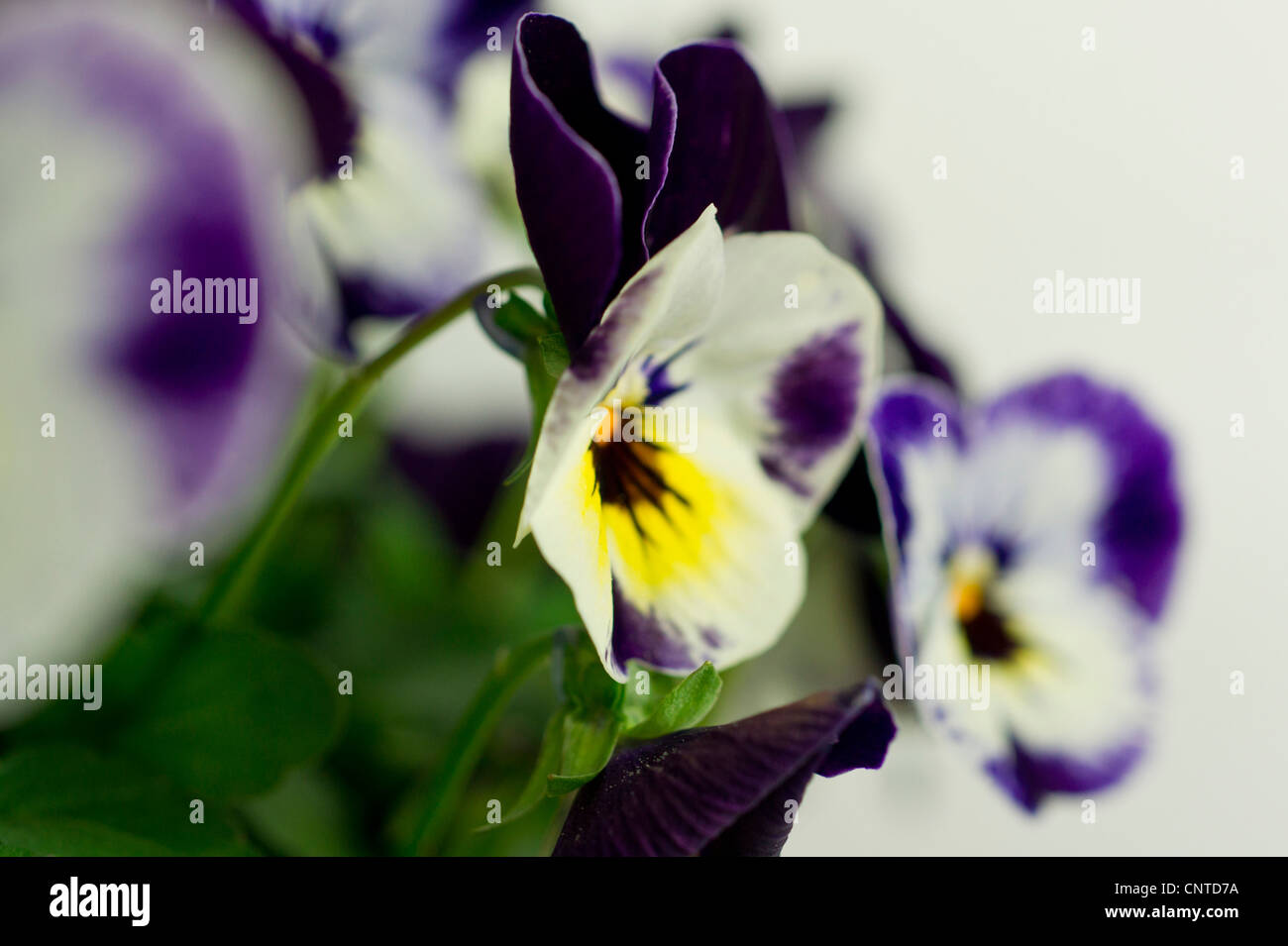 Violaceae family hi-res stock photography and images - Alamy