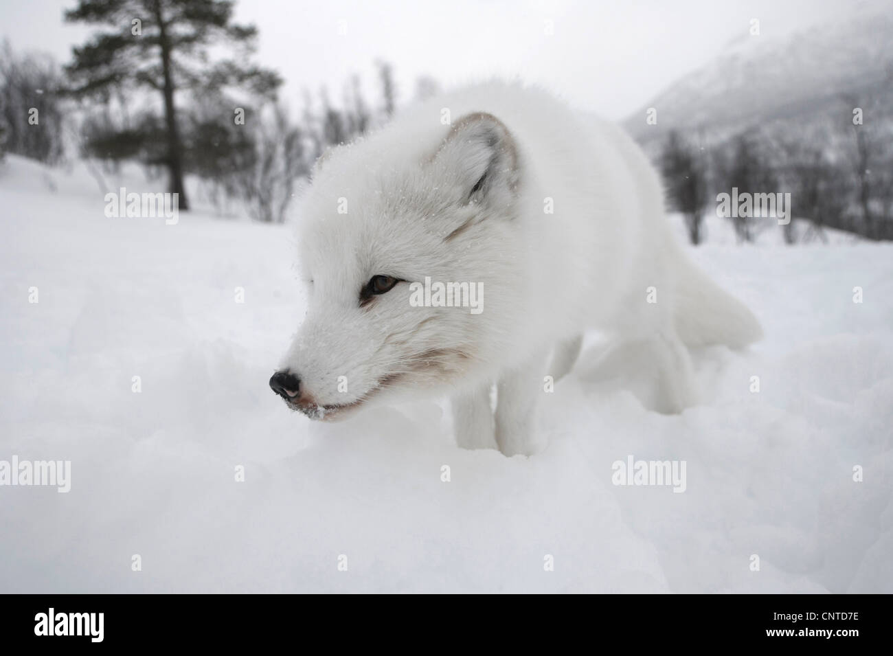 Arctic fox head in snow hi-res stock photography and images - Alamy