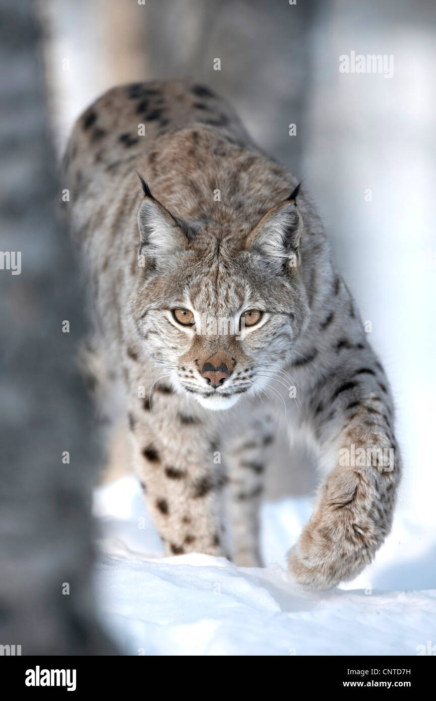 Eurasian lynx (Lynx lynx), adult female stalking through winter birch ...