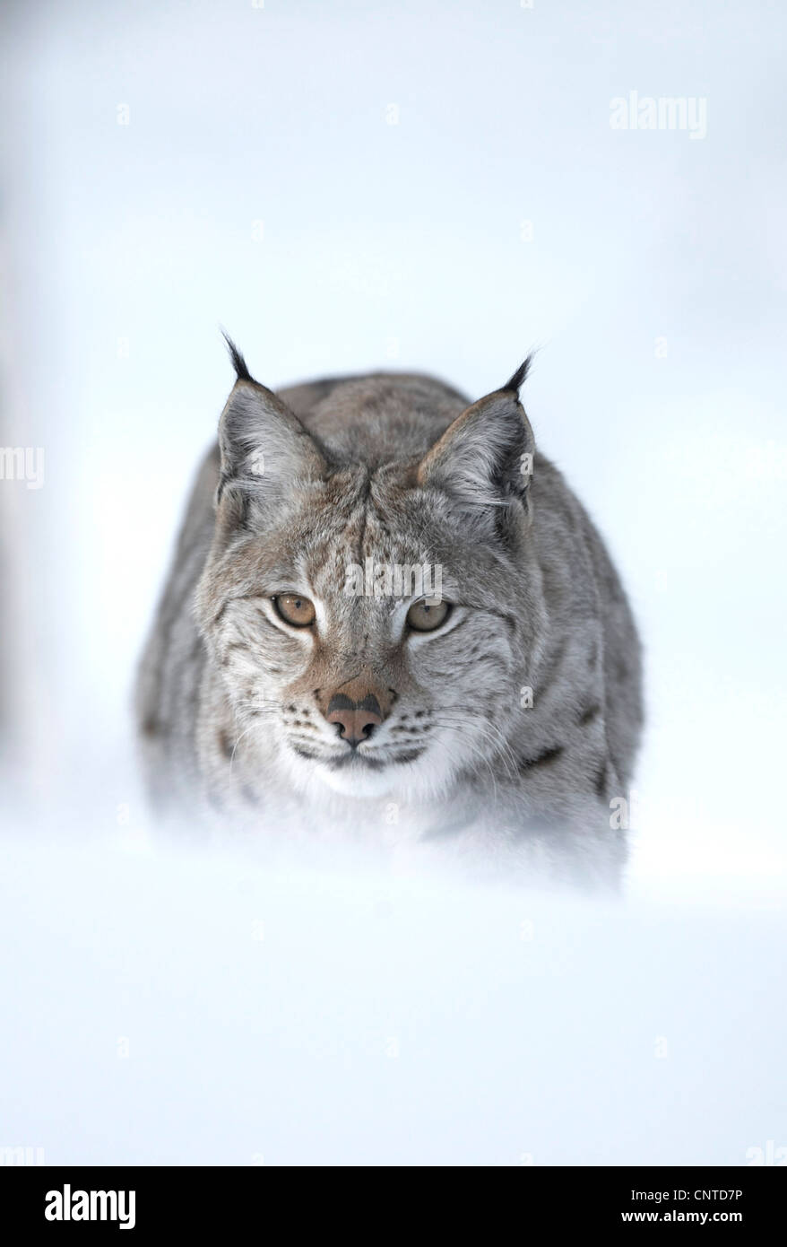 Eurasian lynx (Lynx lynx), adult female stalking through the snow ...