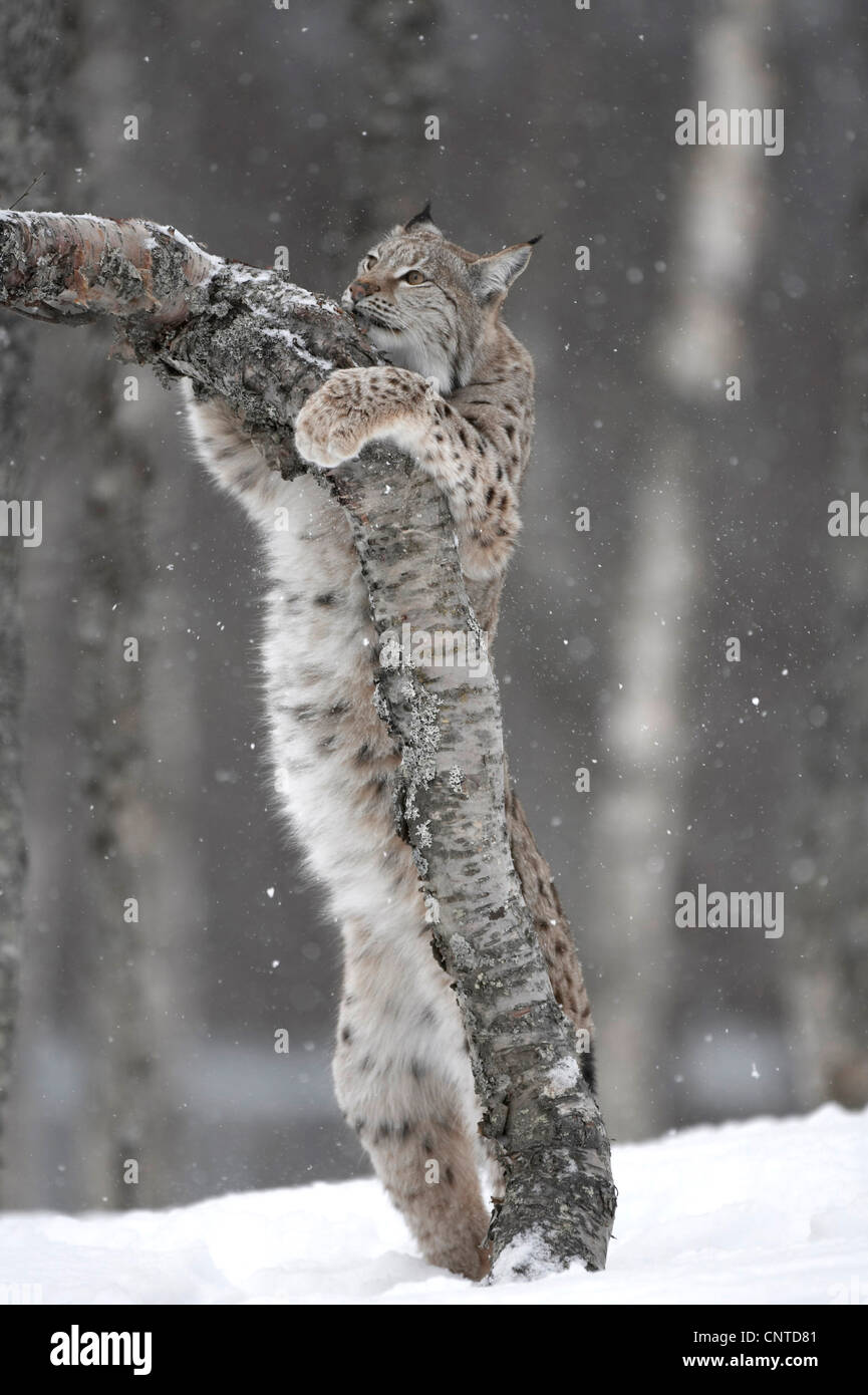 Eurasian lynx (Lynx lynx), adult female at scratching post in winter ...